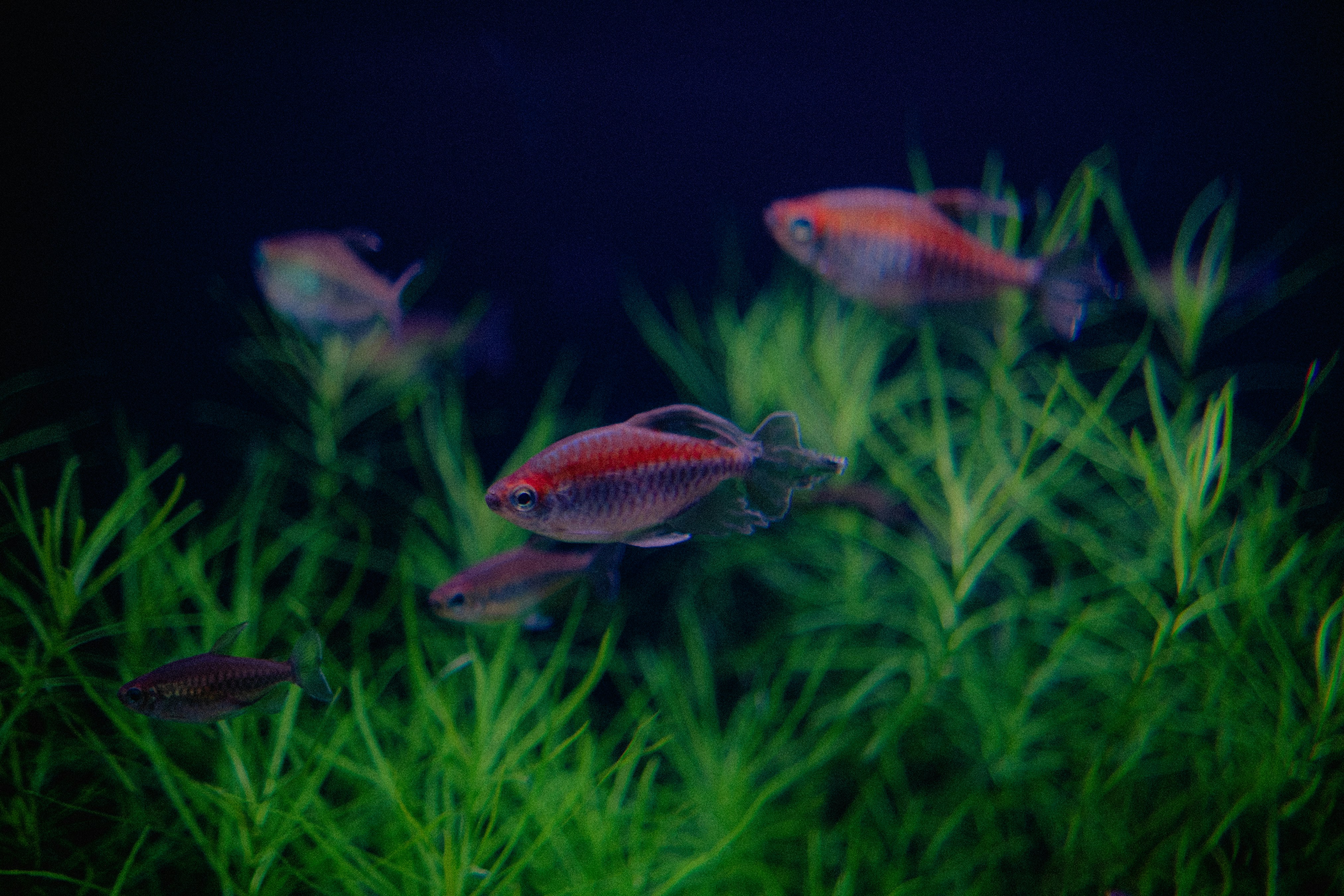 Redreef in a Quiet Reef: A Trio of Neon Tetras Glide Through Green Understory