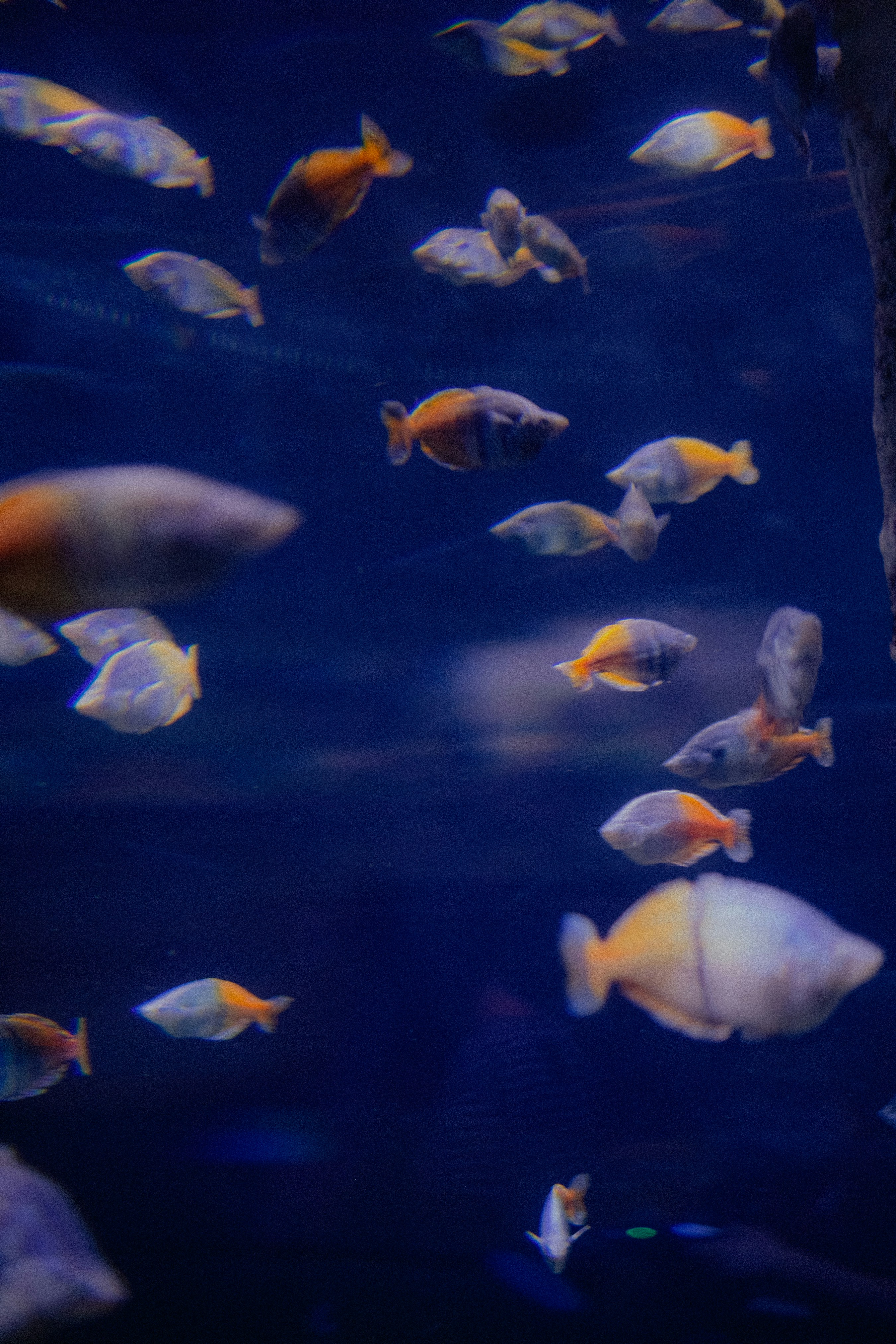 School of Copper-Orange Tetras Glide Through Deep Aquarium Blues
