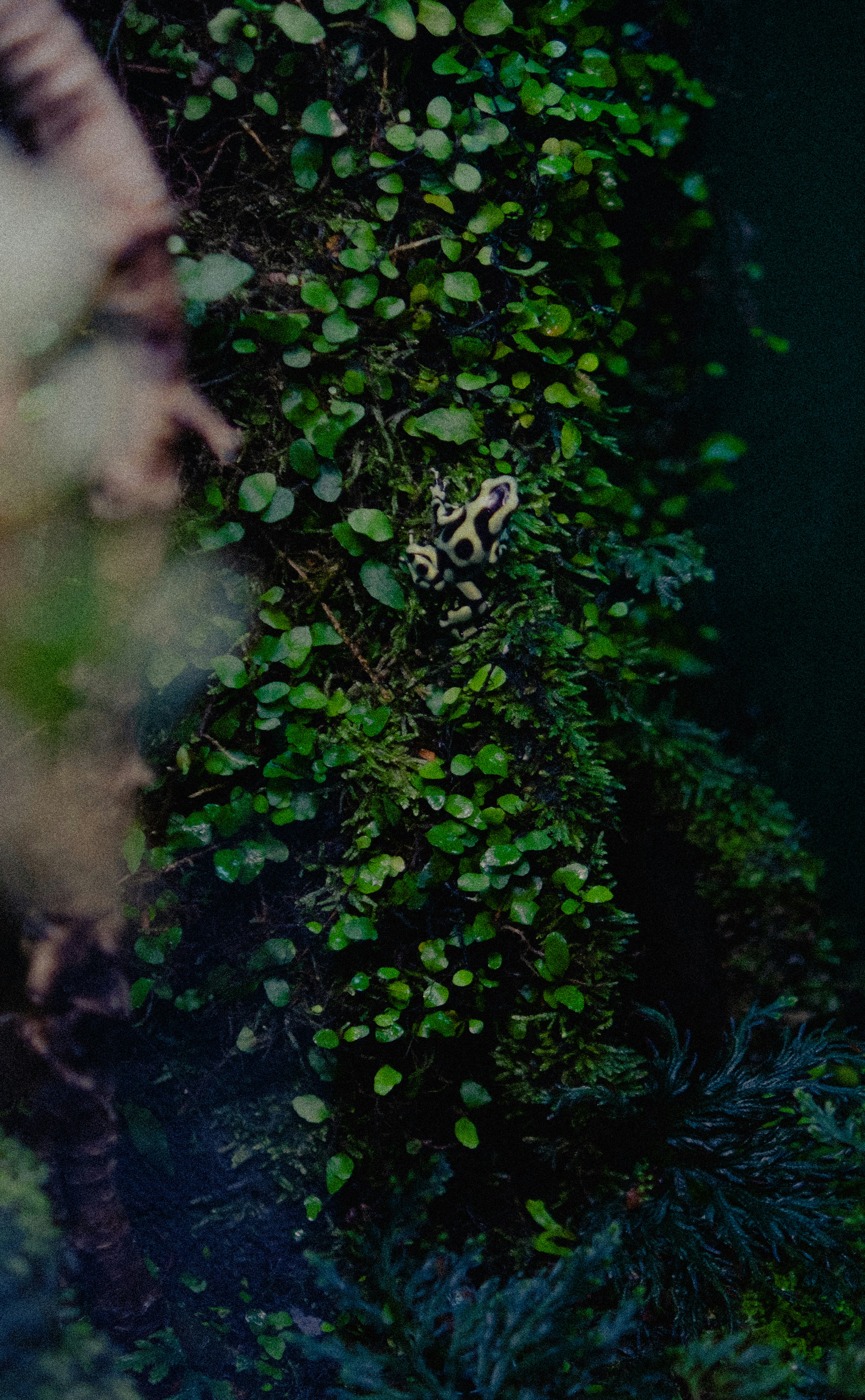 Hidden Leopard Emerge: Ferns and Leaves Scrawl a Silent Glimpse