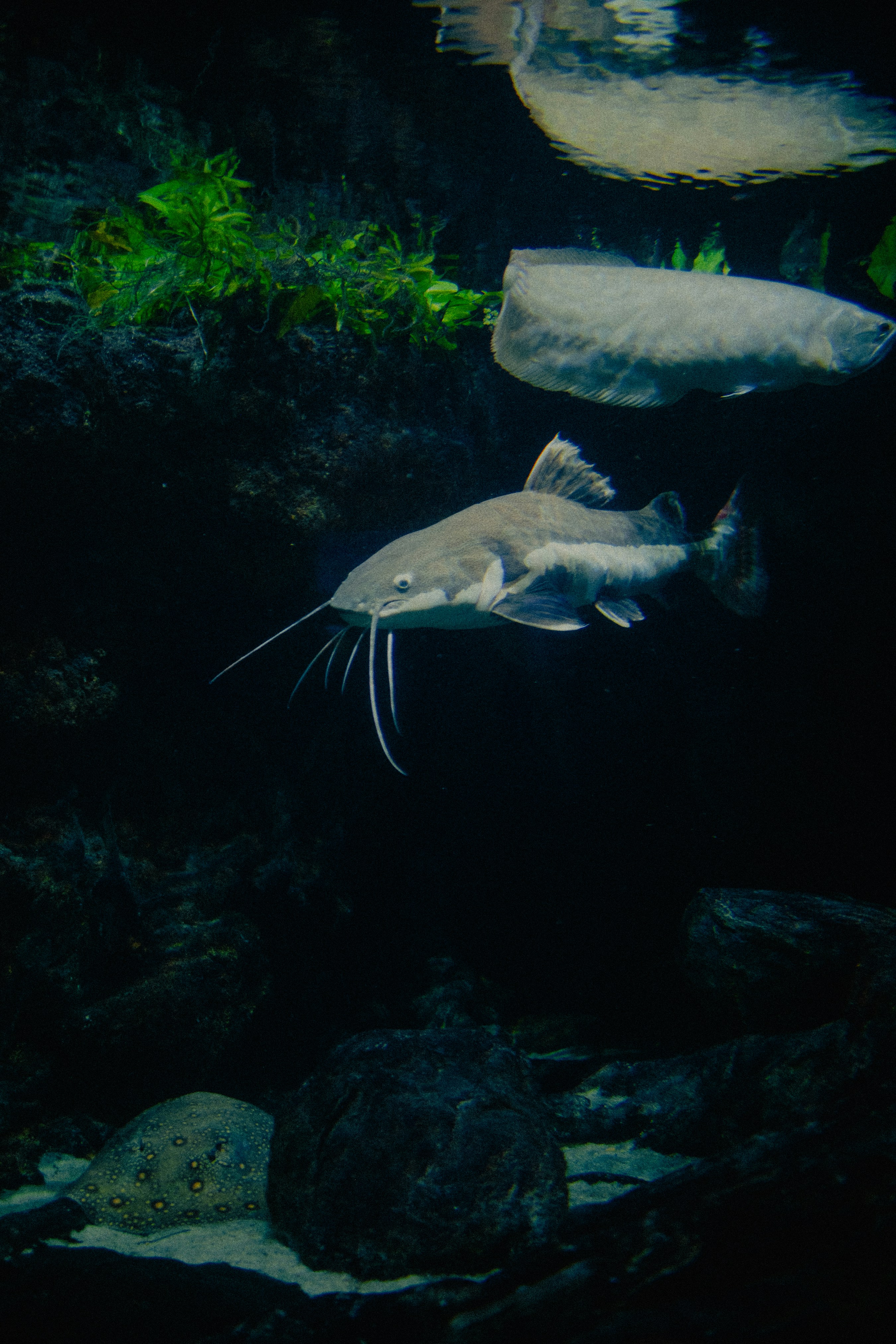 Luminous Catfish Glide Through the Dark Reef