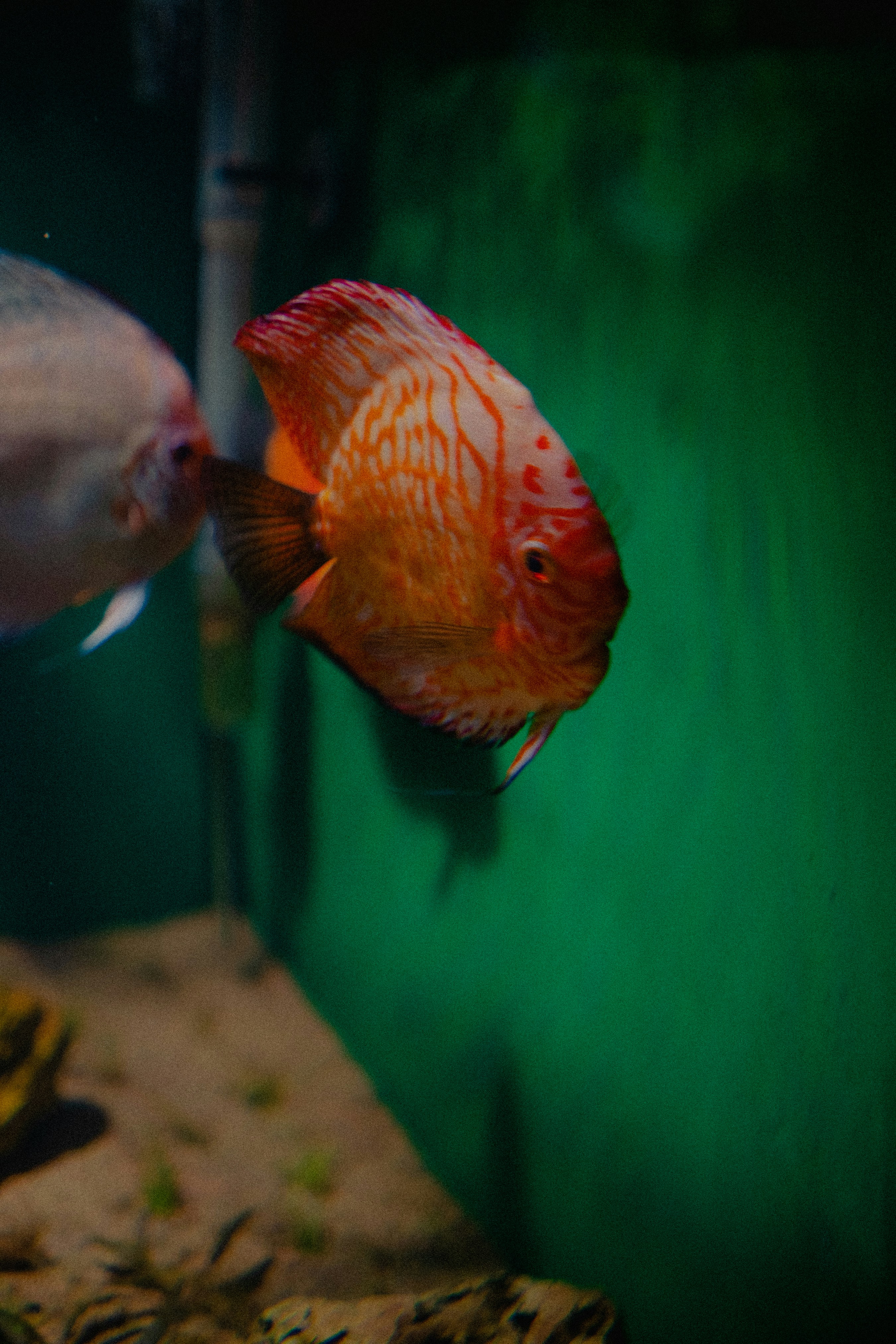 Red Discus in a Night Aquarium