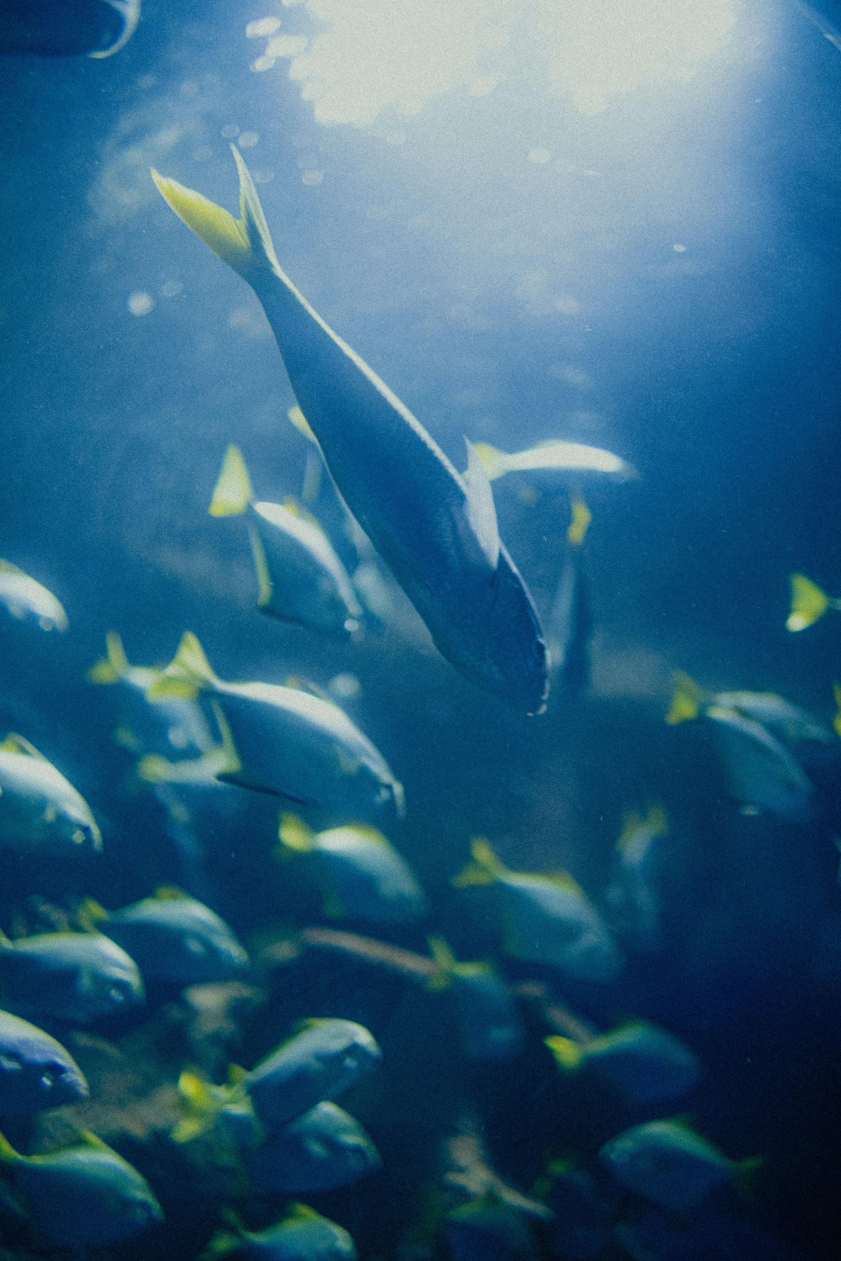 Blue Abyss: A School of Silverfin Glides Through Sunlit Depths