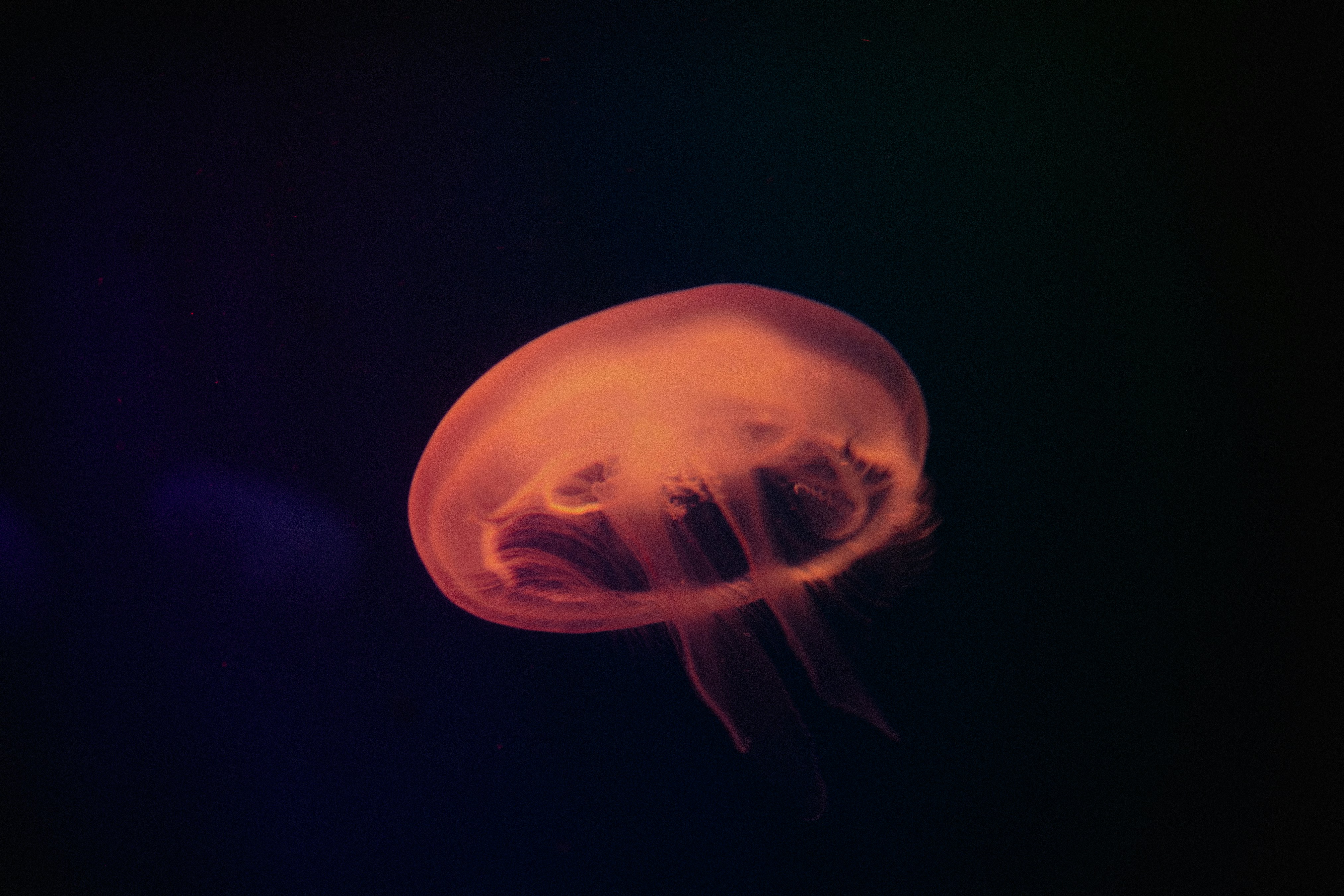 Bioluminescent Drift: a single jellyfish in a velvet abyss