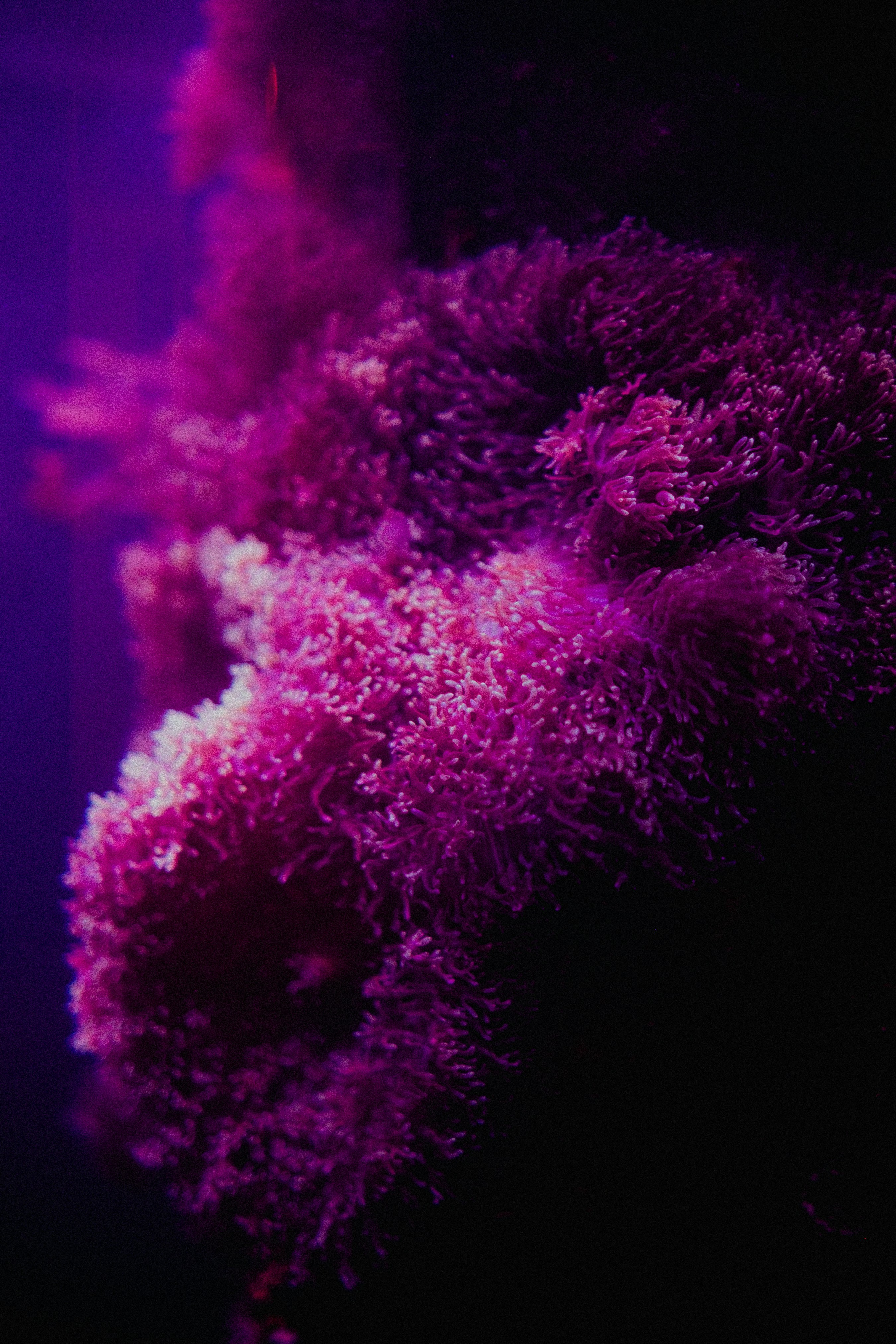 Magenta Coral Nebula: A Close-Up of Neon Underwater Flora