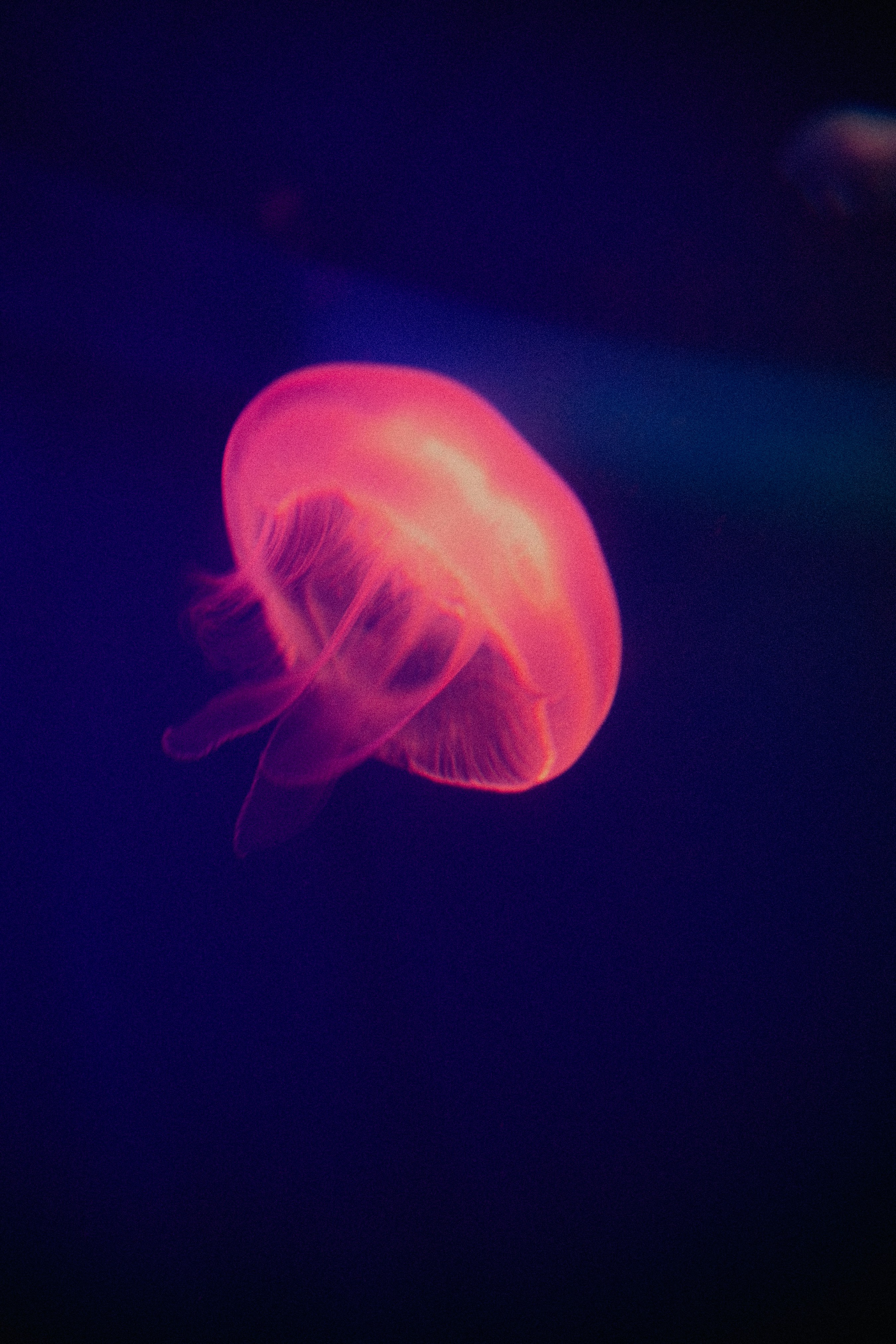 Glowing Moon Jelly: Neon silhouette drifting in midnight blue