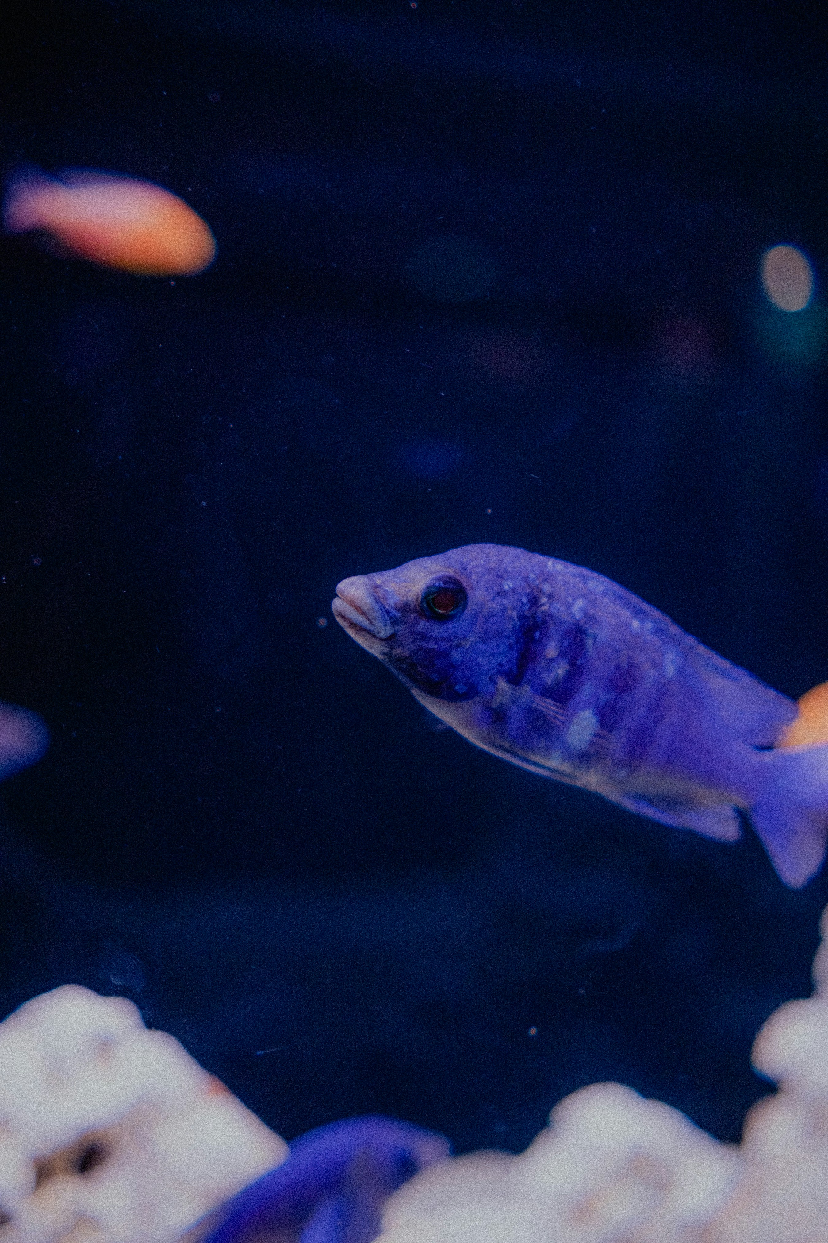 Blue Tang in Quiet Aquarium Drift