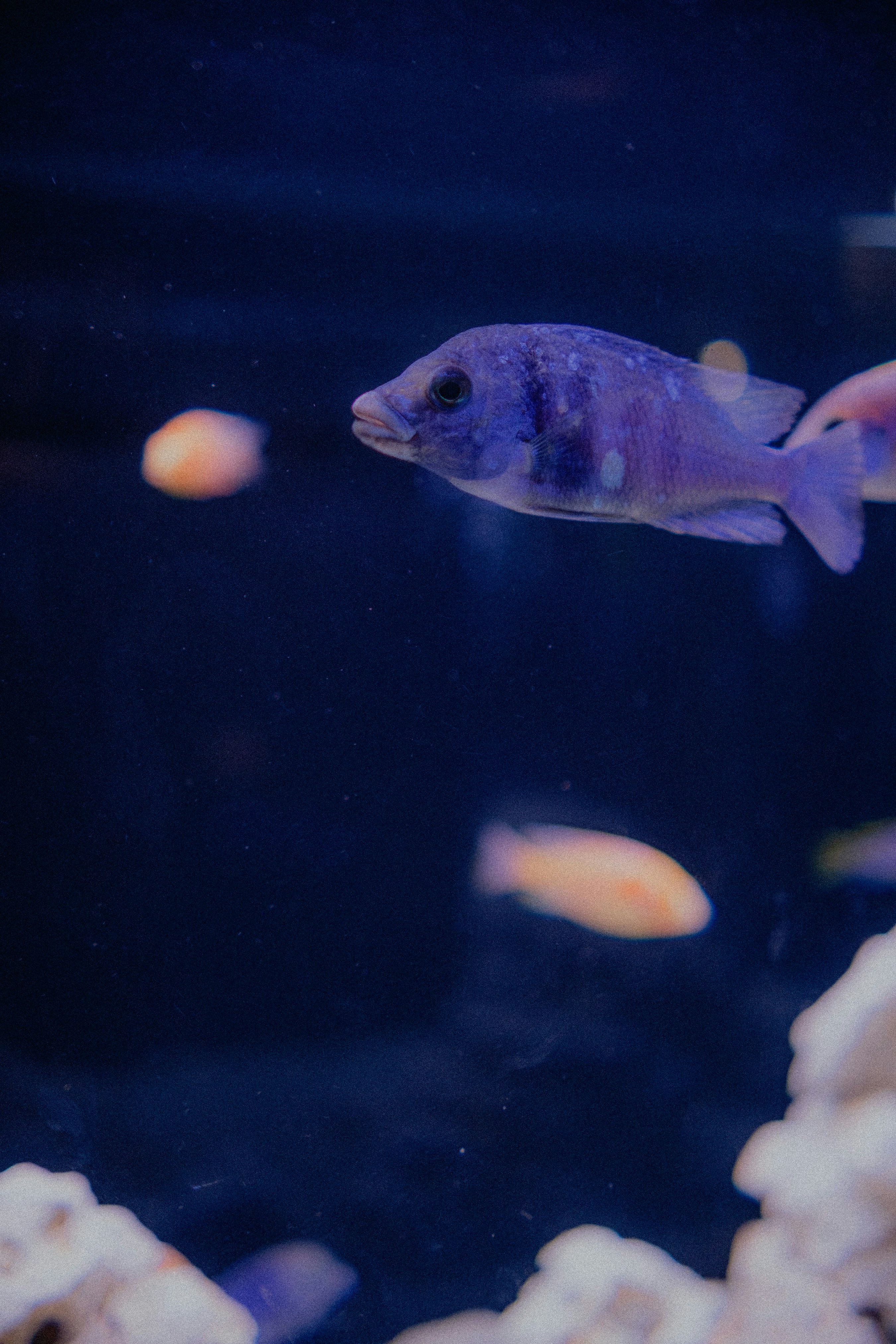 Purple Parrotfish in Quiet Aquarium Waters