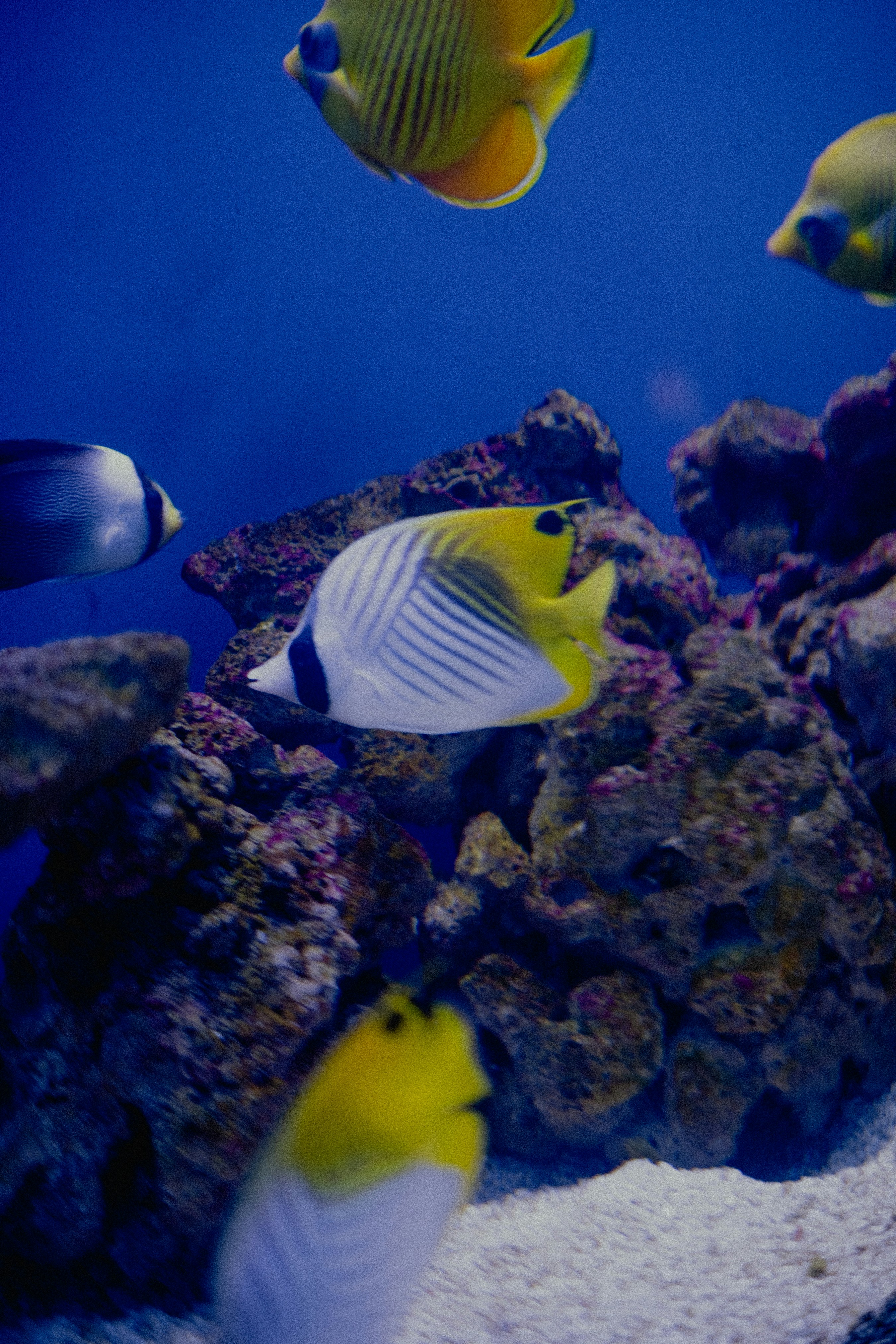 Colorful Surgeonfish Parade Over a Coral Ridge