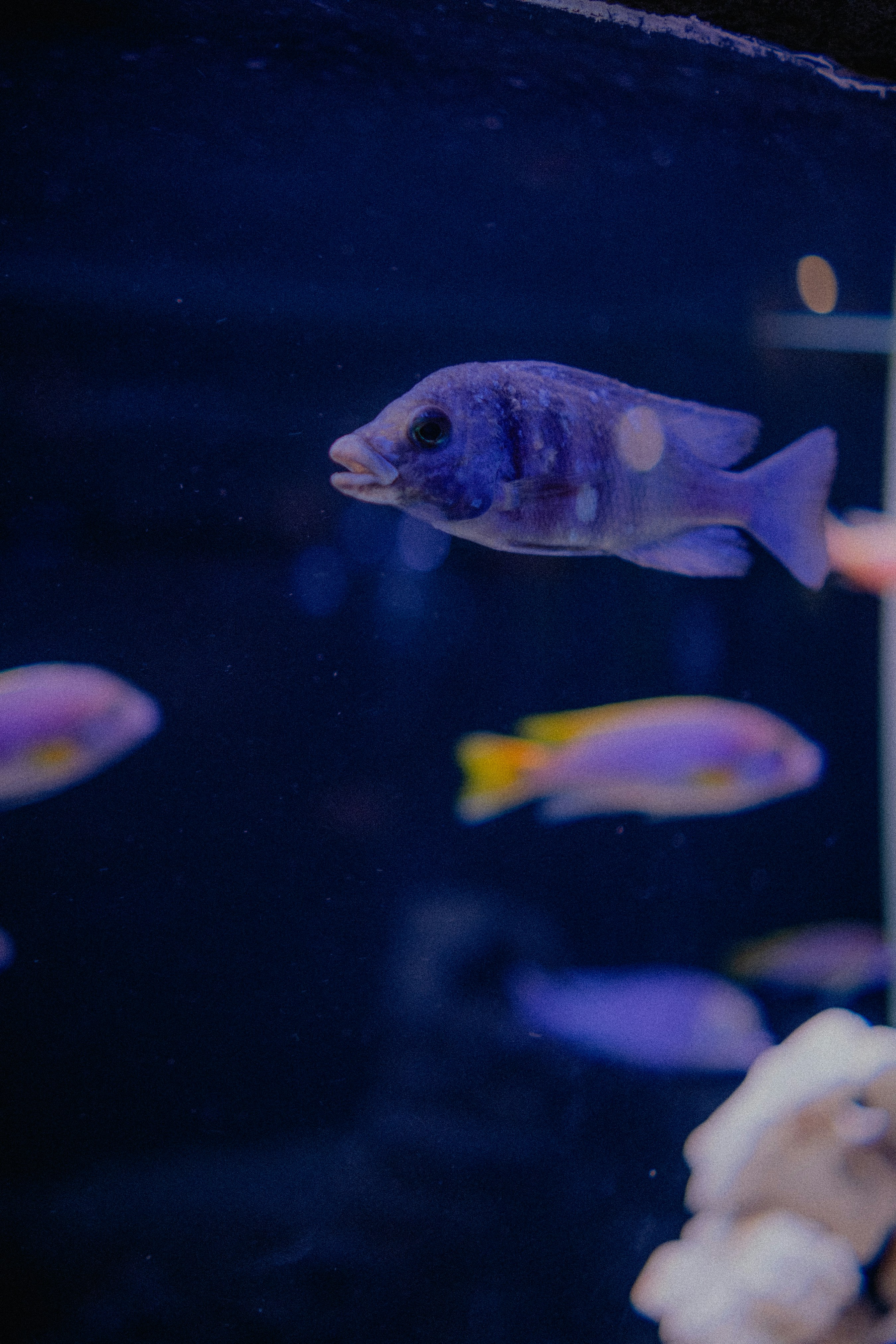 Blue Chromis in Focus: Close-up Portrait of a Aquarium Fish