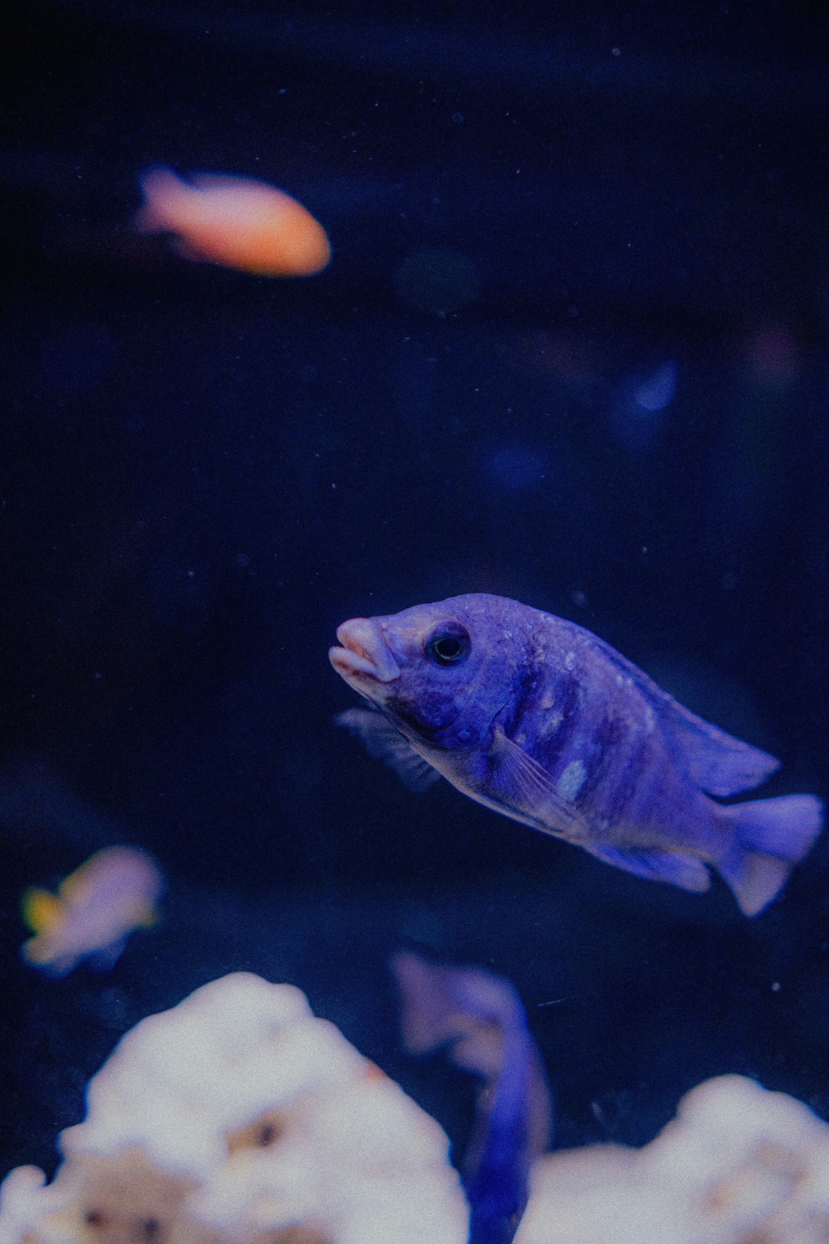 Purple Wrasse in Deep Blue: A Quiet Aquarium Moment