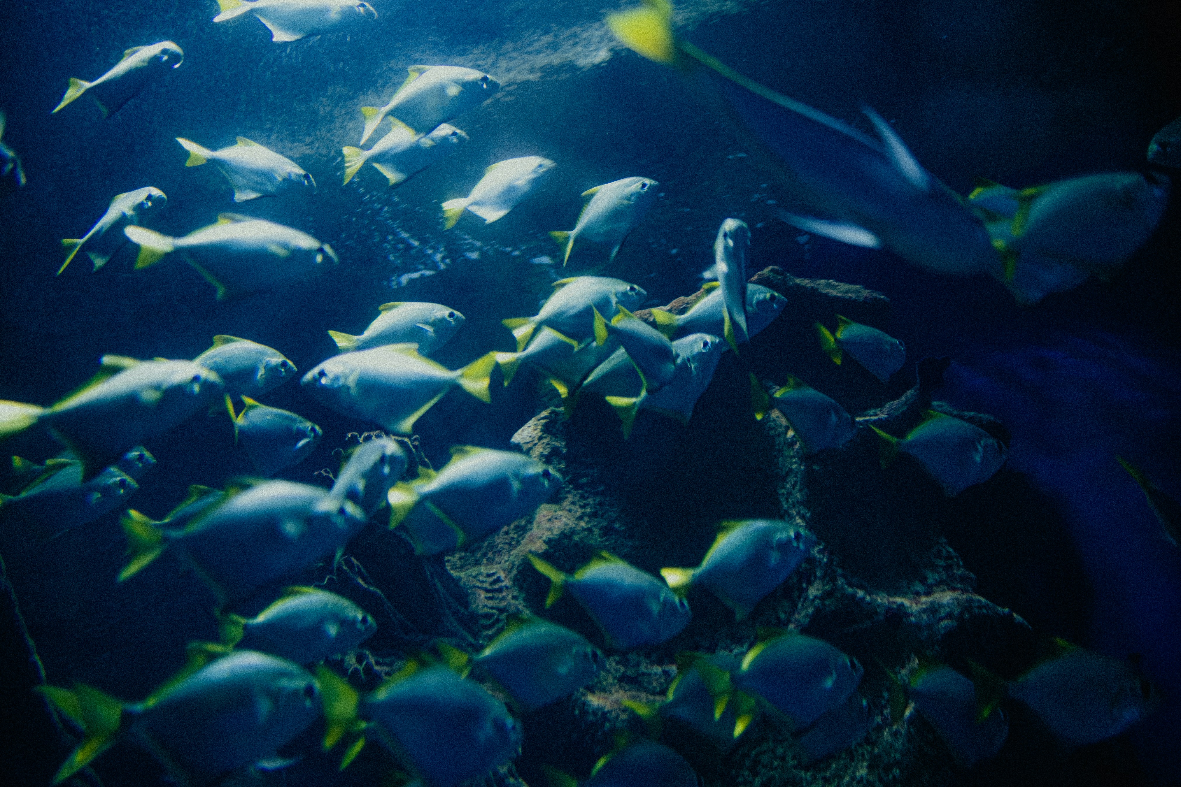 School of silver-blue fish twist through a moonlit reef