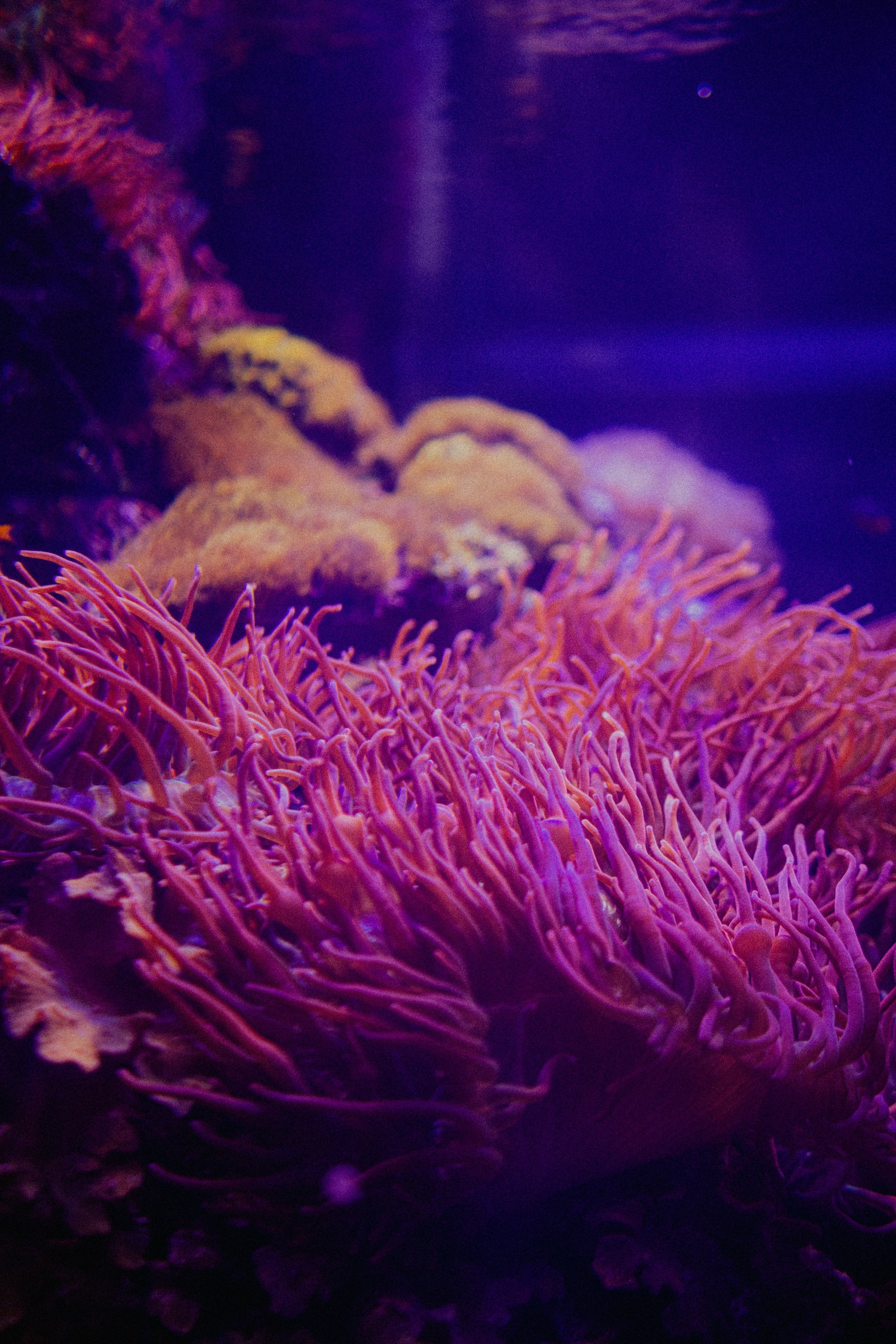 Purple Coral Bloom Under Dim Ocean Light