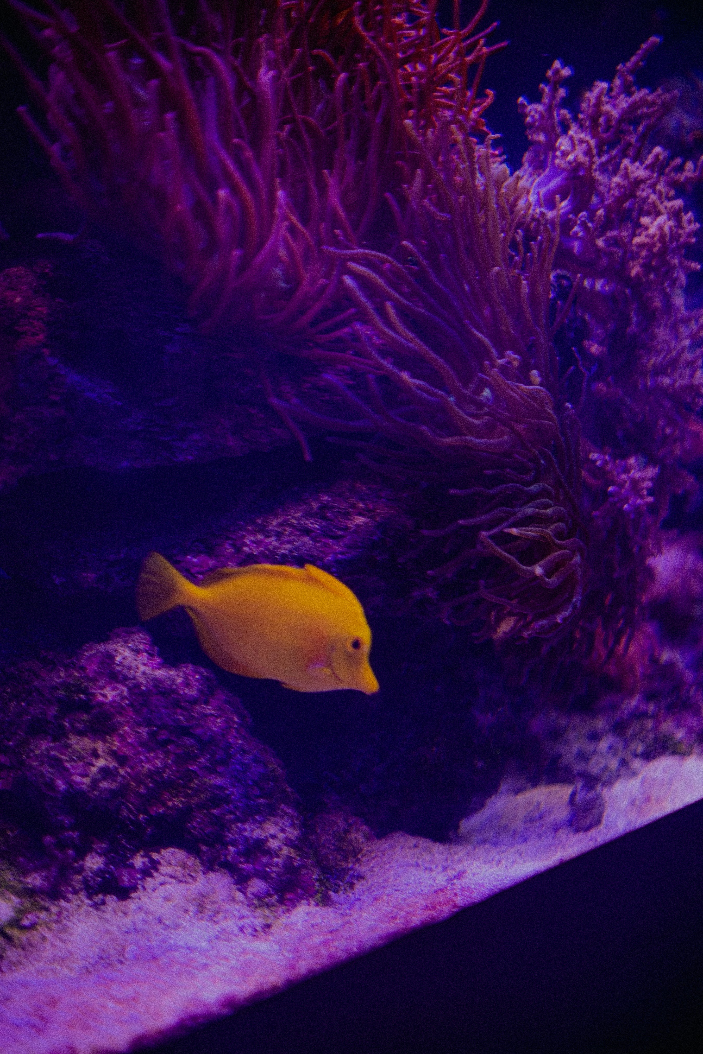 Golden Surgeon in Purple Reef: A Quiet Reef Portrait