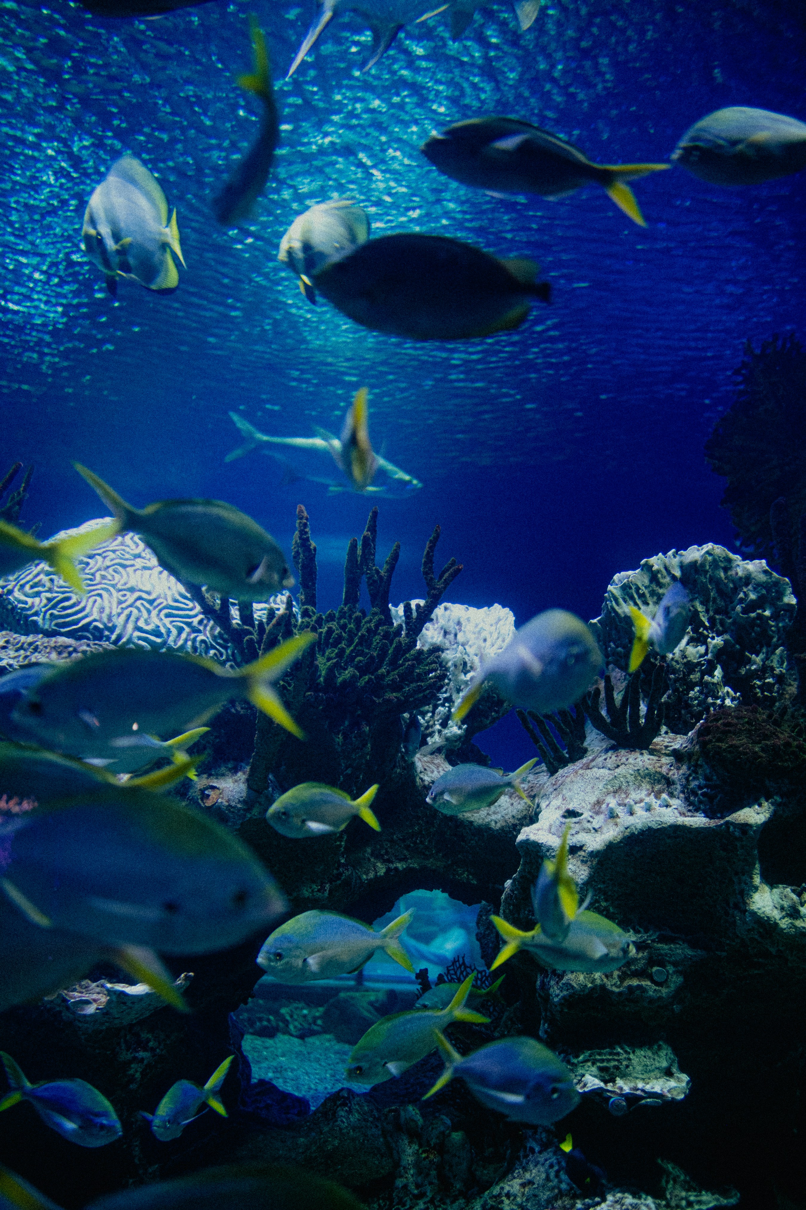 School of yellow-tailed fish gliding over a vibrant coral reef