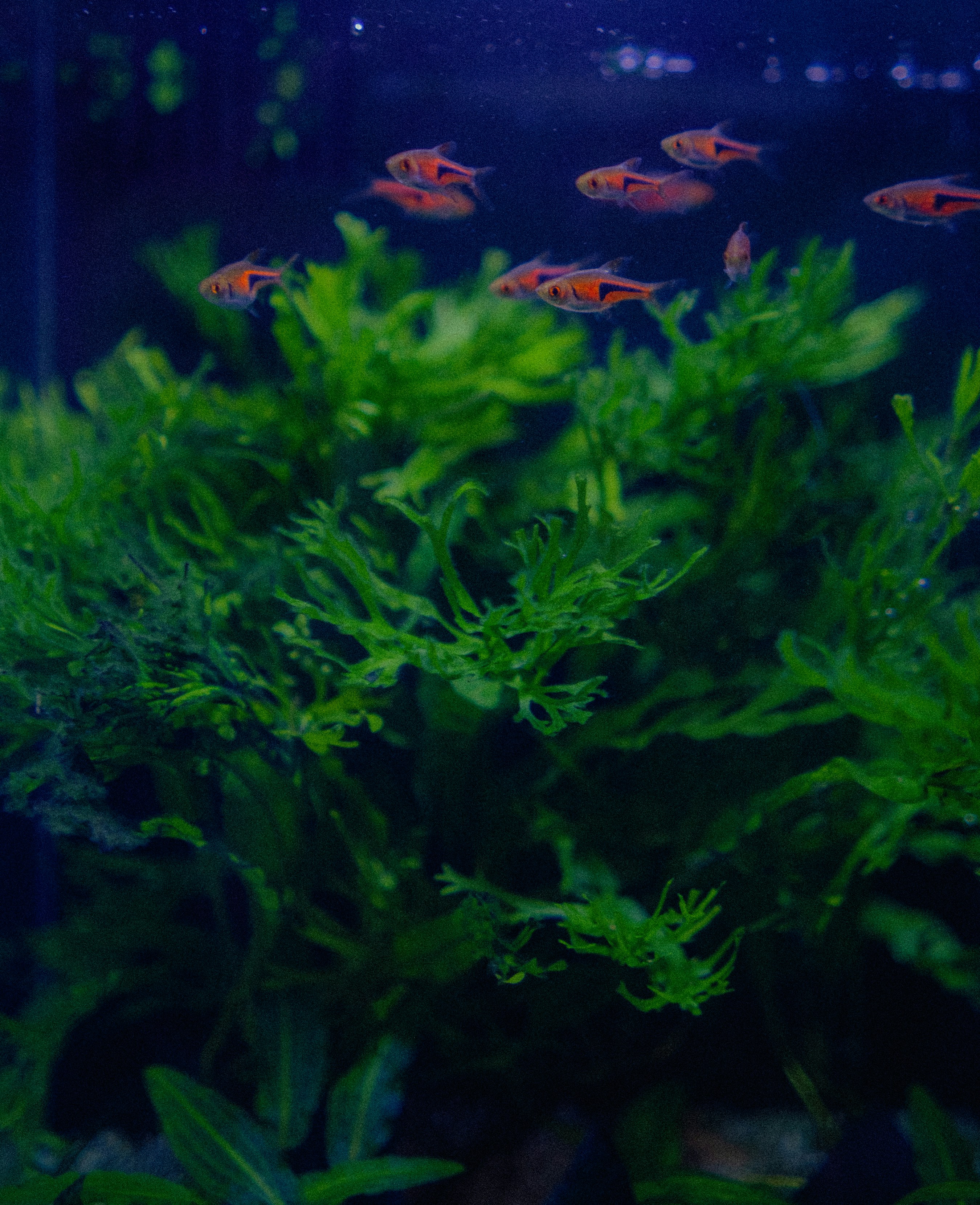 Tiny Fireflies in a Velvet Aquarium: A School of Neon Orange Tetras Among Ferny Greens
