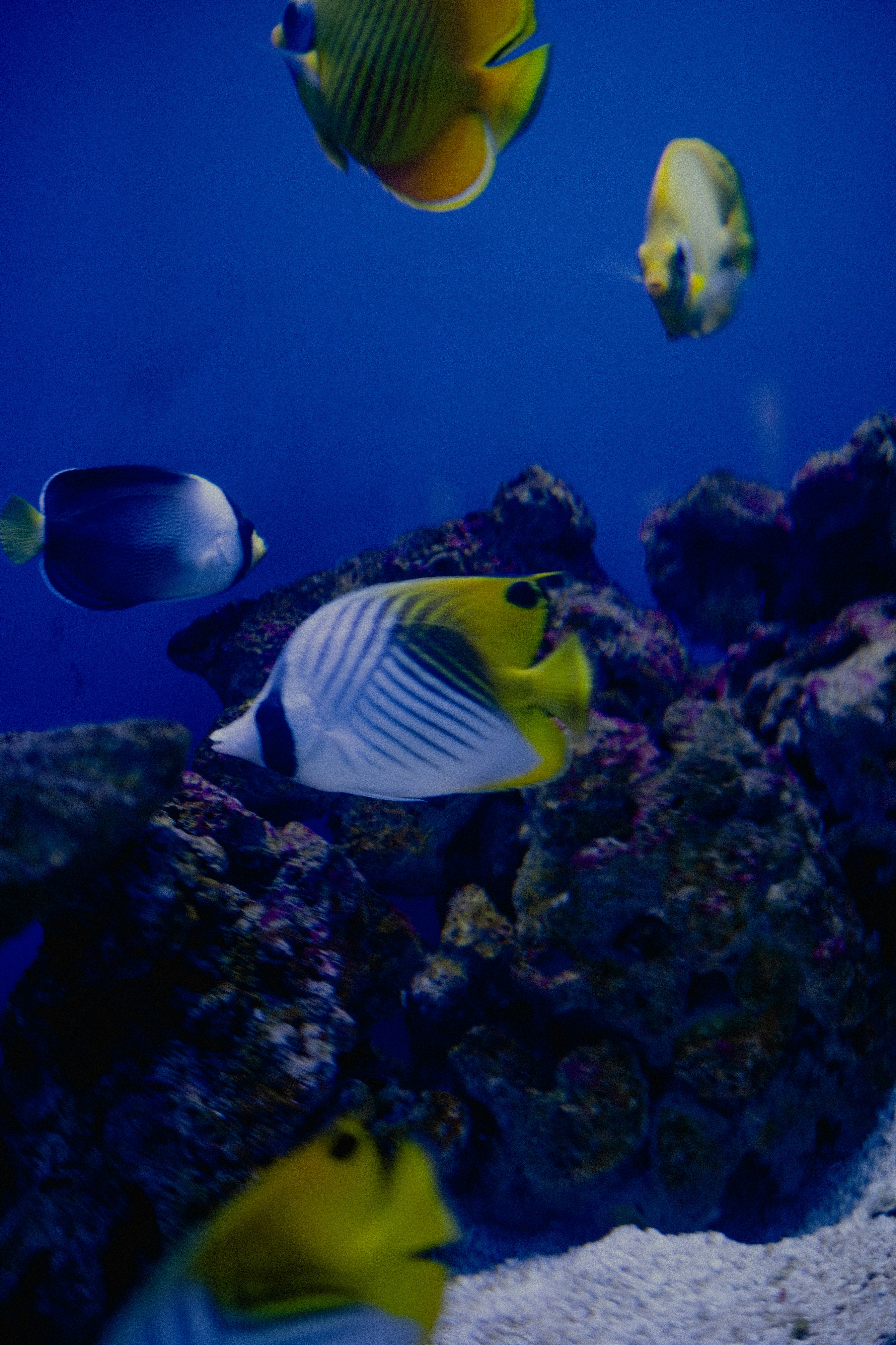 Vibrant Reef Parade: Yellow-Black Striped Surgeon and Friends