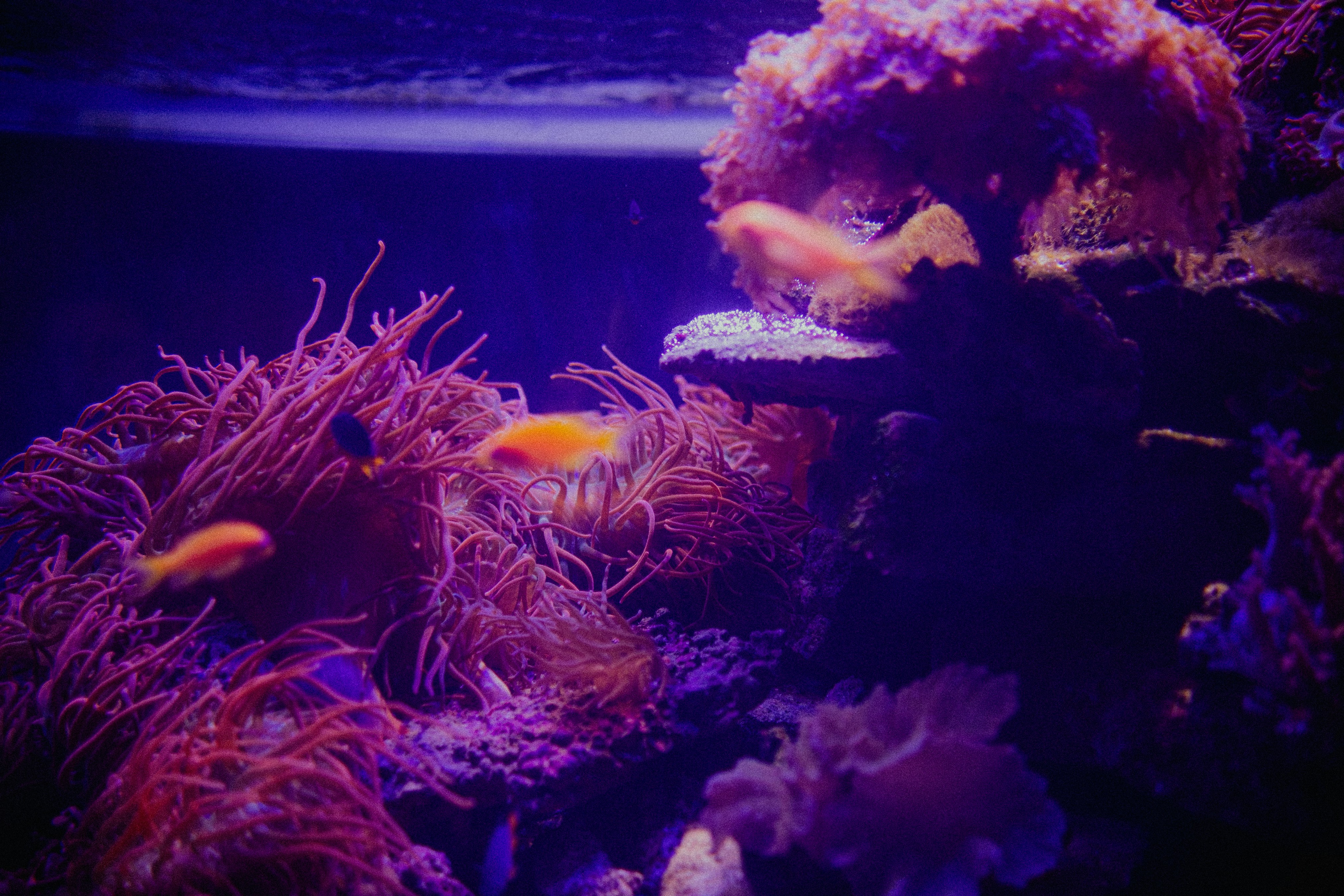Soft Coral Glow and Lively Orange Pomfret