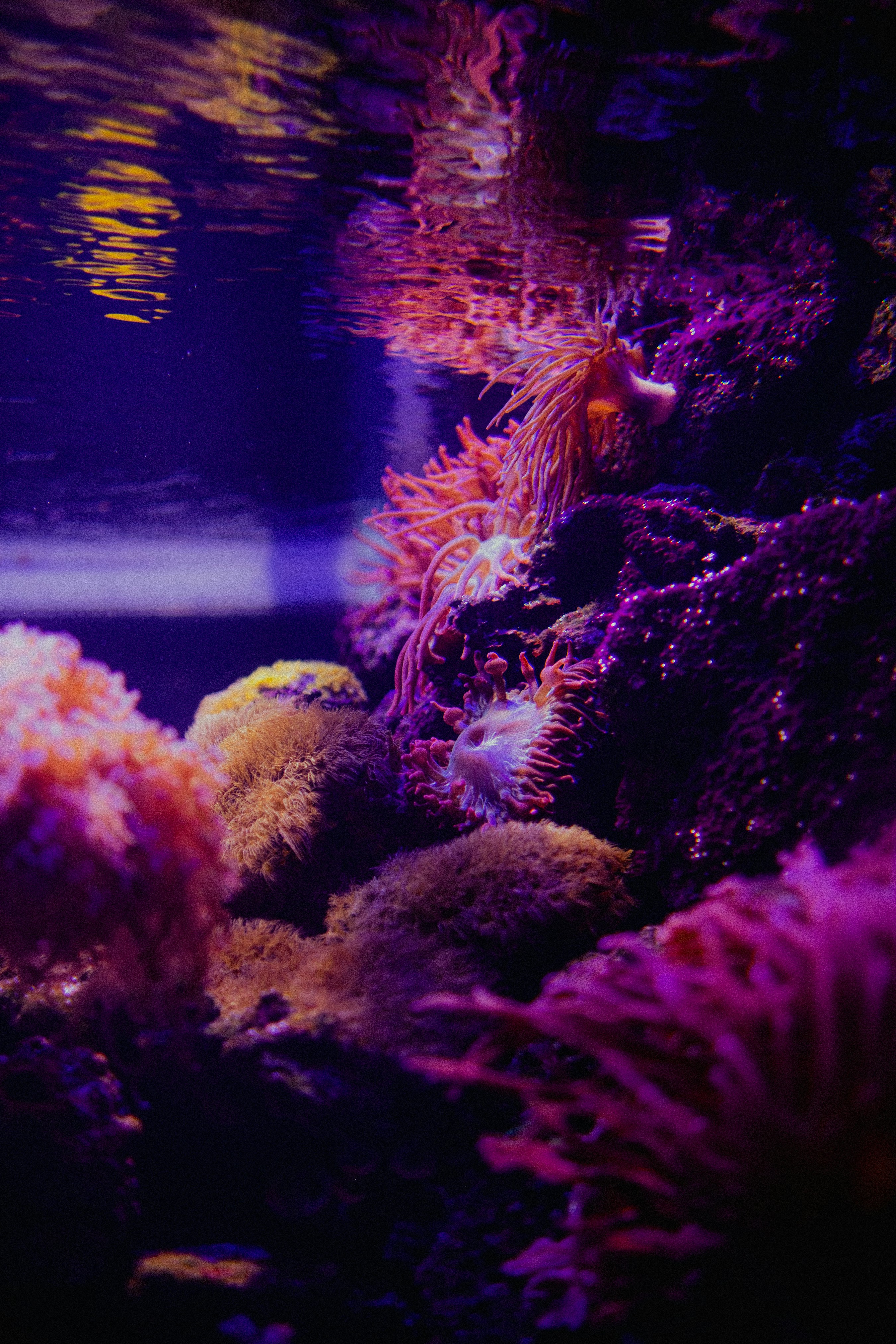 Vibrant Anemone Haven: Colorful Coral Scene Under Gentle Glow