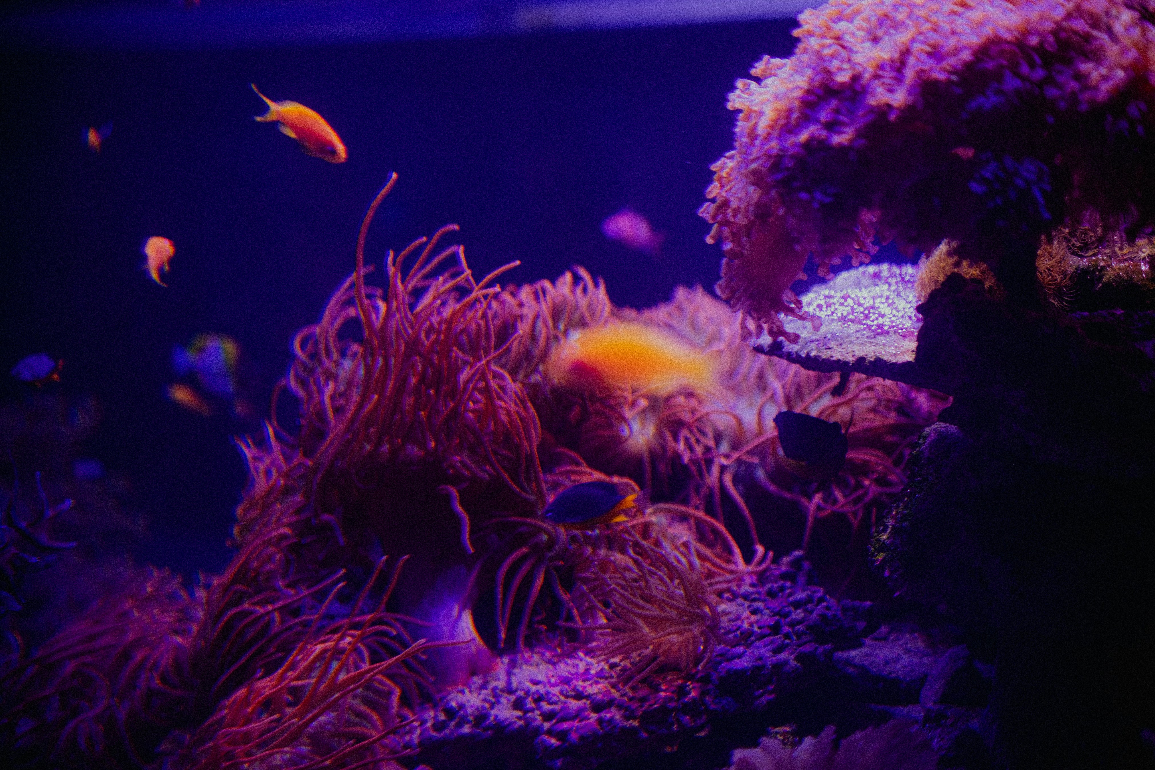 Undersea Neon Garden: Colorful Fish Among Fluorescent Coral