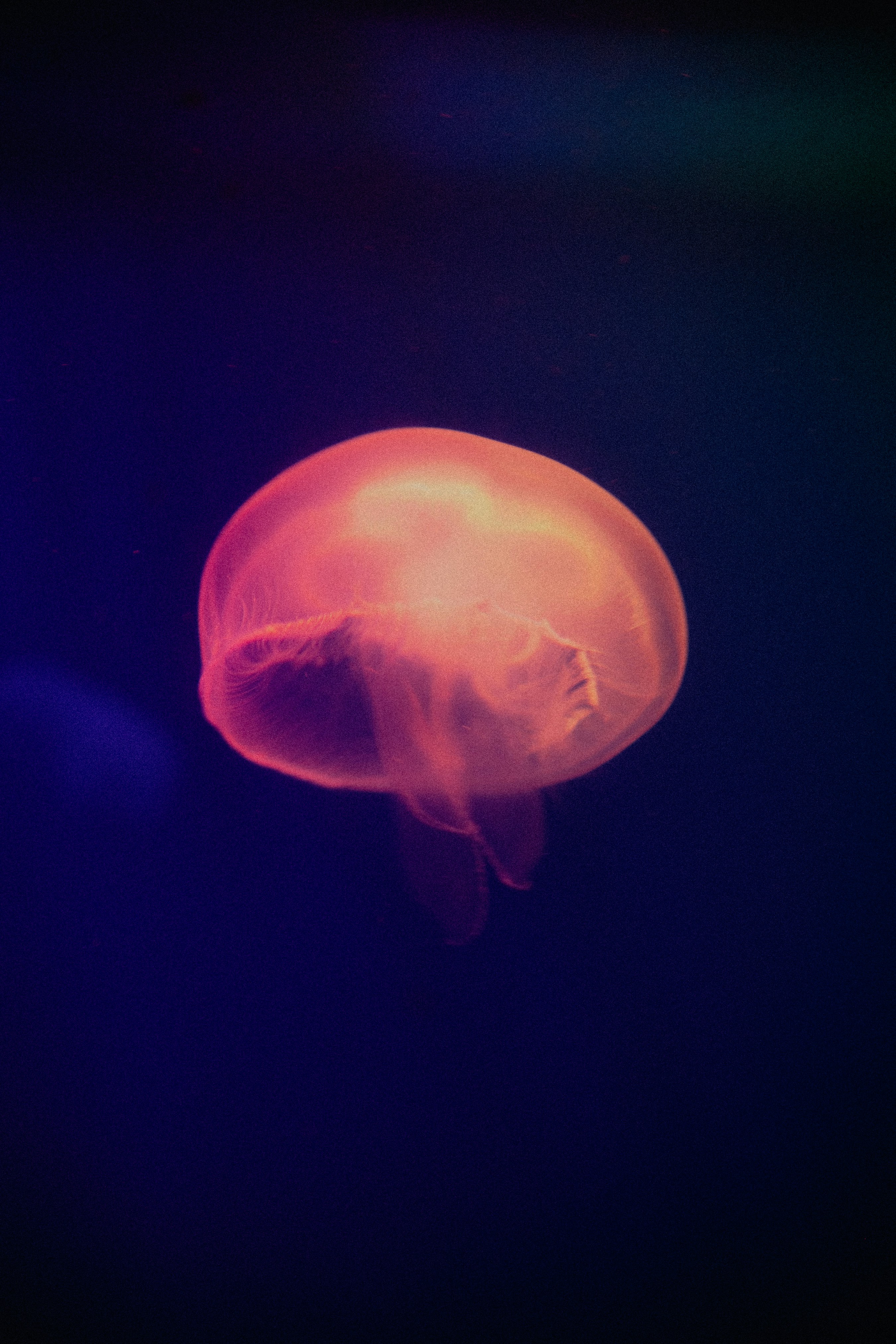 Auroral Jellyfish: Neon-Glowing Medusa Drifts in Quiet Darkness