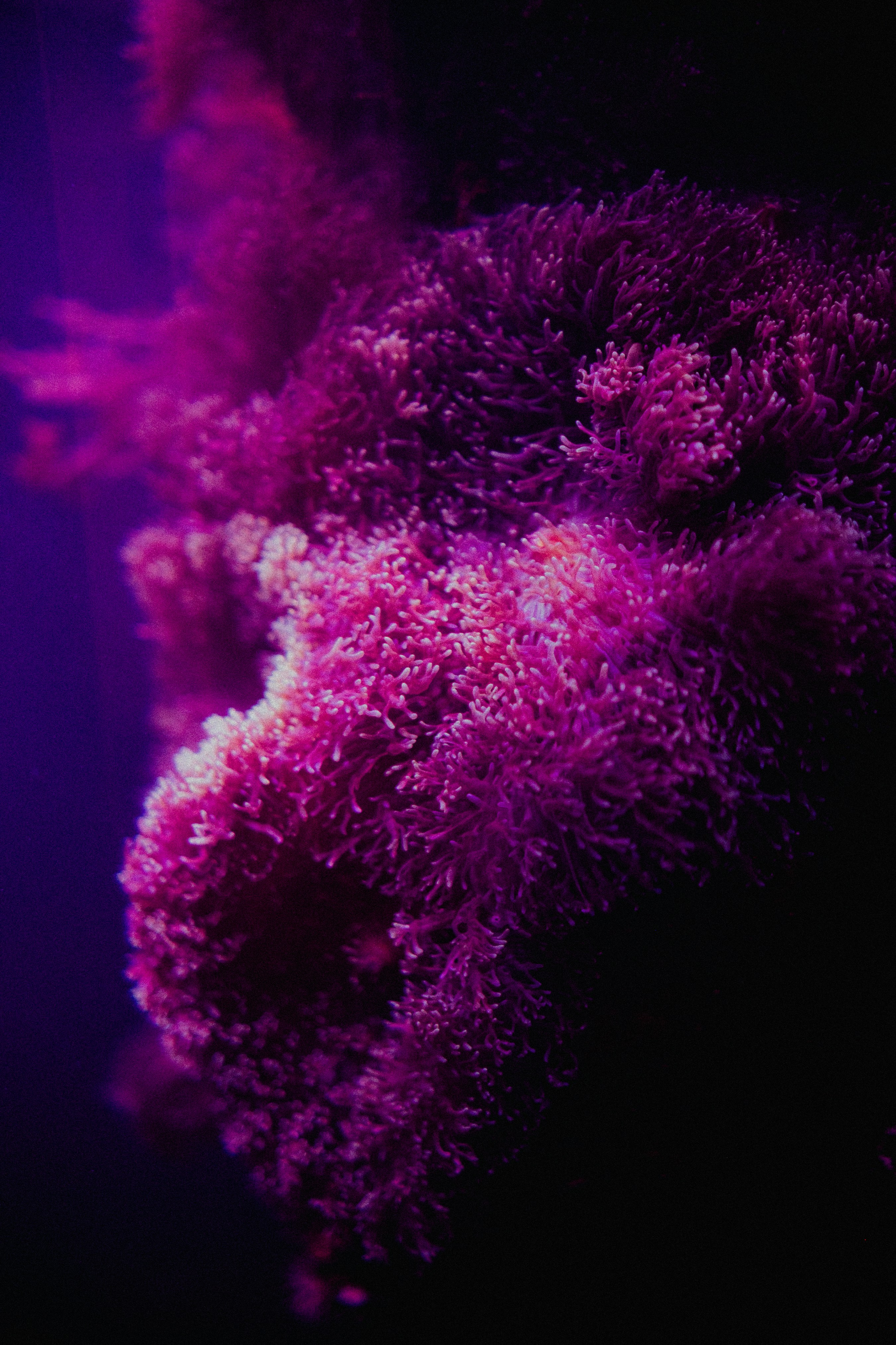 Neon Coral Reef in the Dark: A Close-Up of Purple Marine Bloom