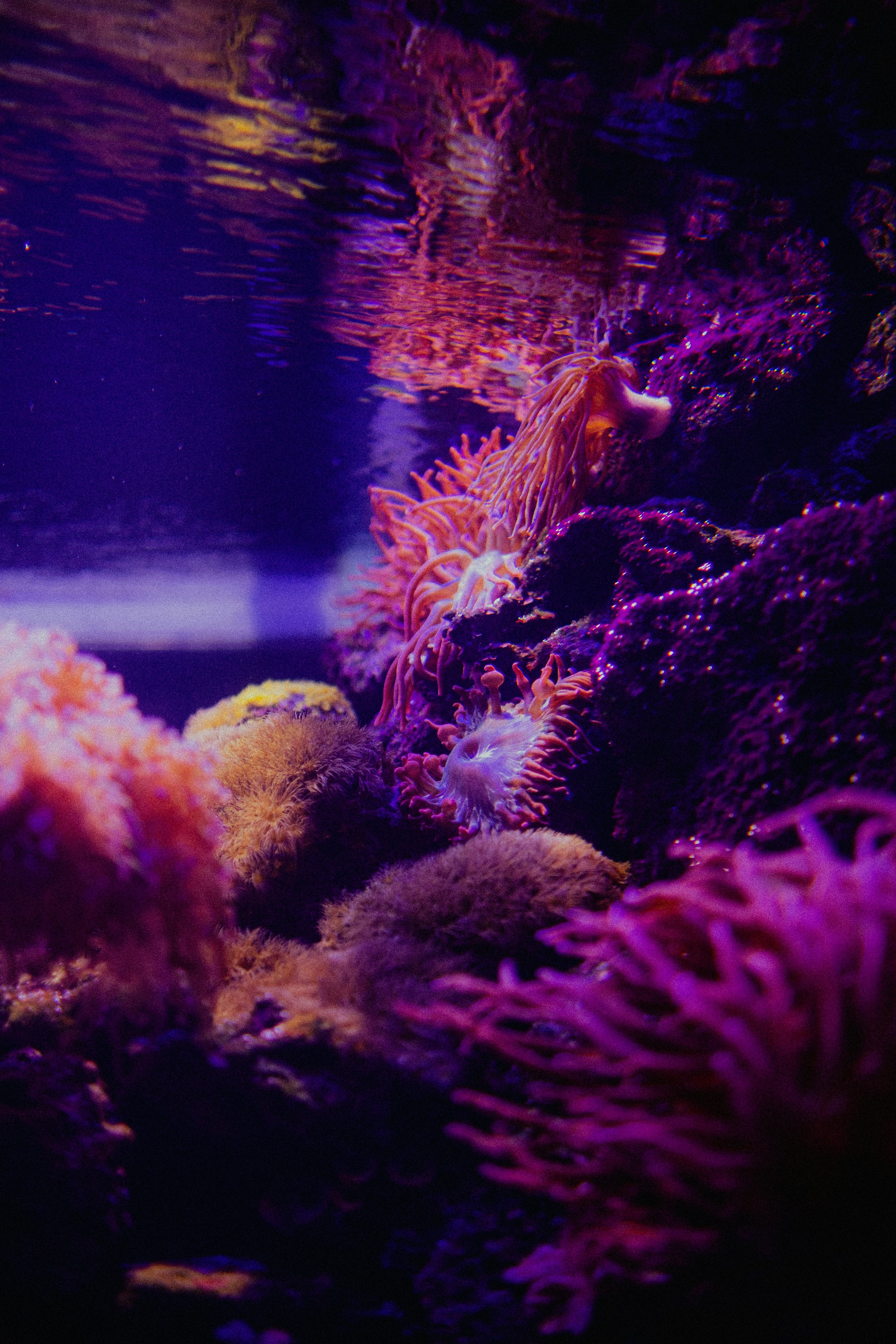 Glow in the Coral Nook