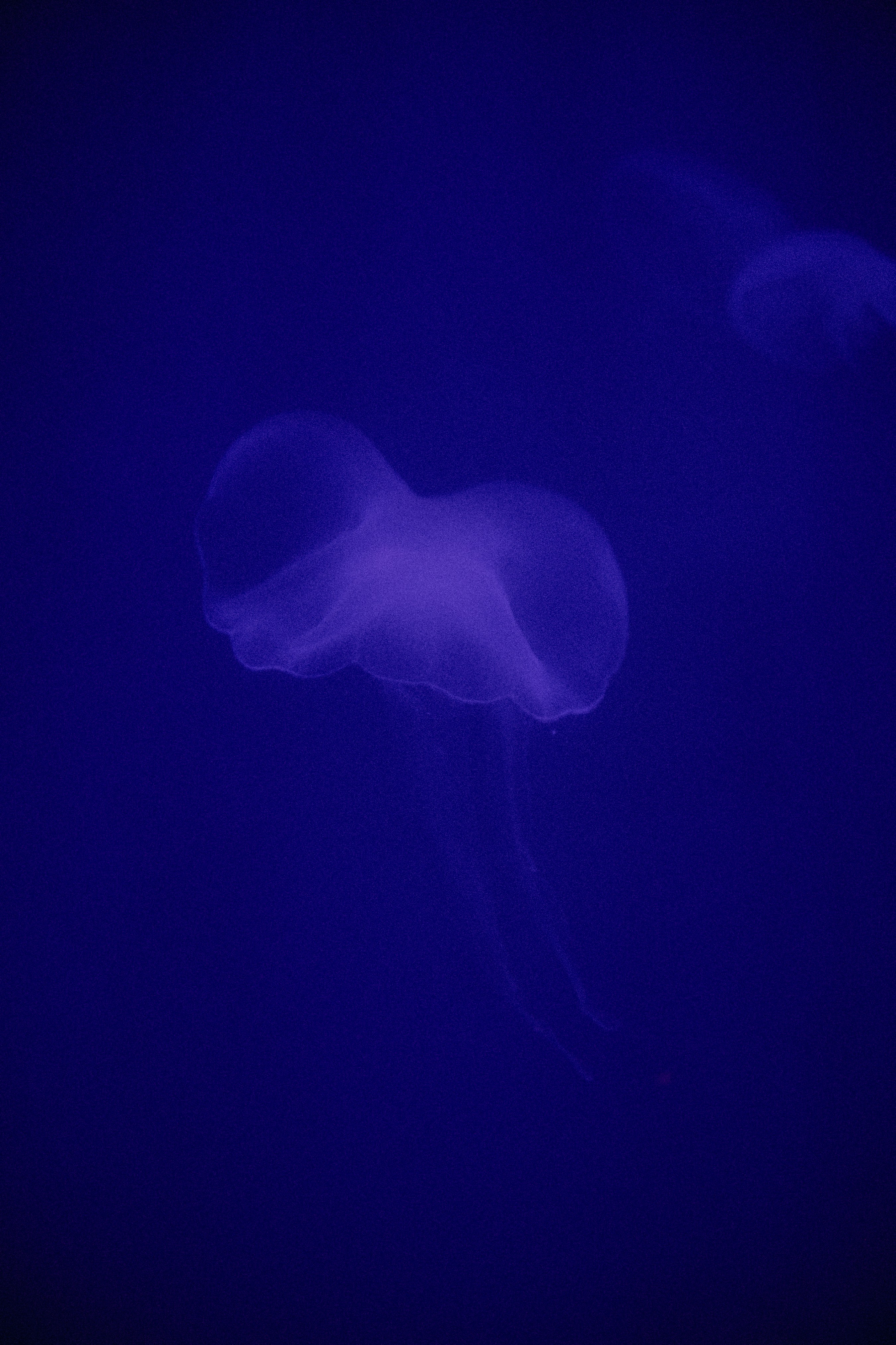 Silk in the Deep: Bioluminescent Jelly in Midnight Blue