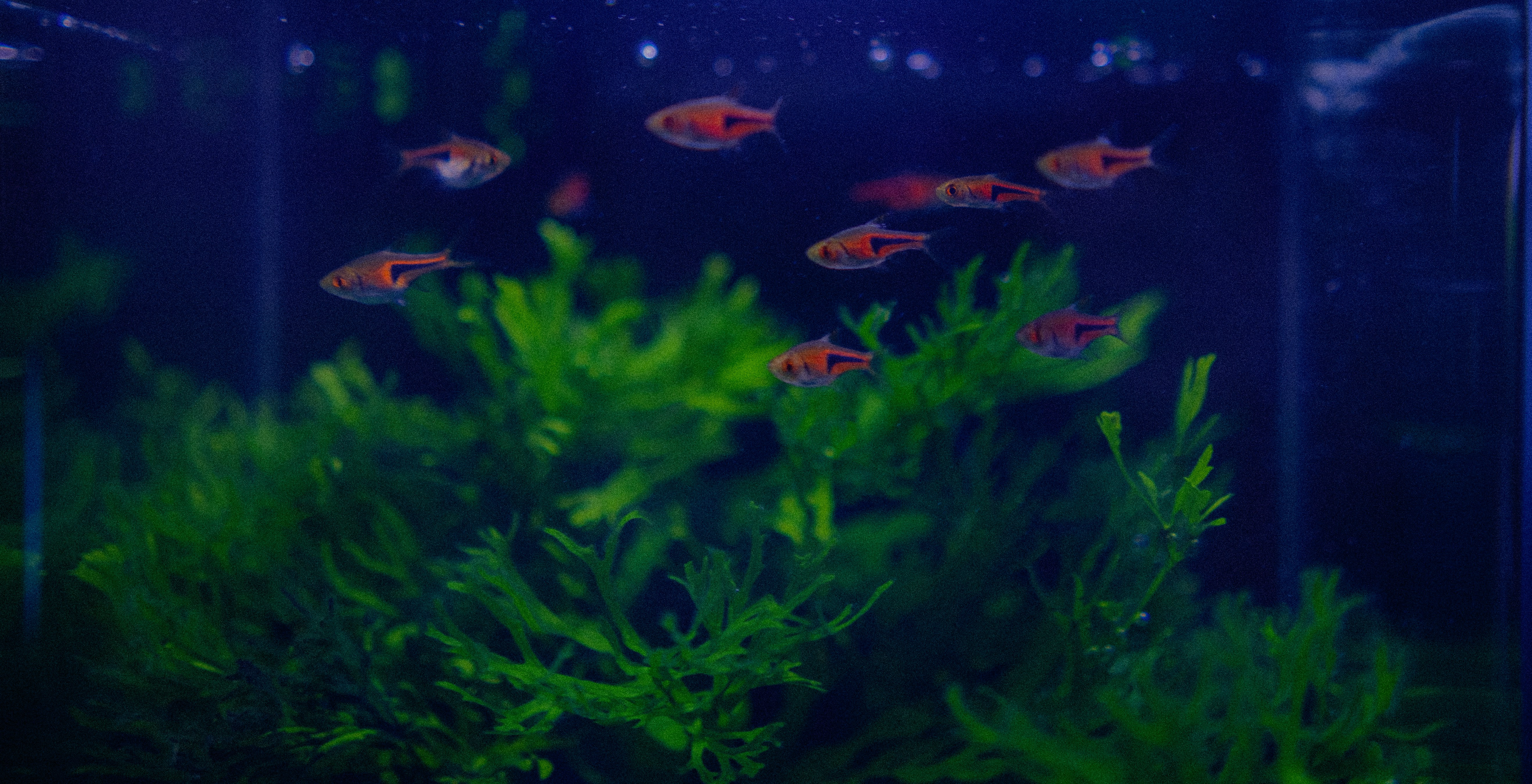  schooling specks: a small silver-and-rose school gliding above lush green aquascape