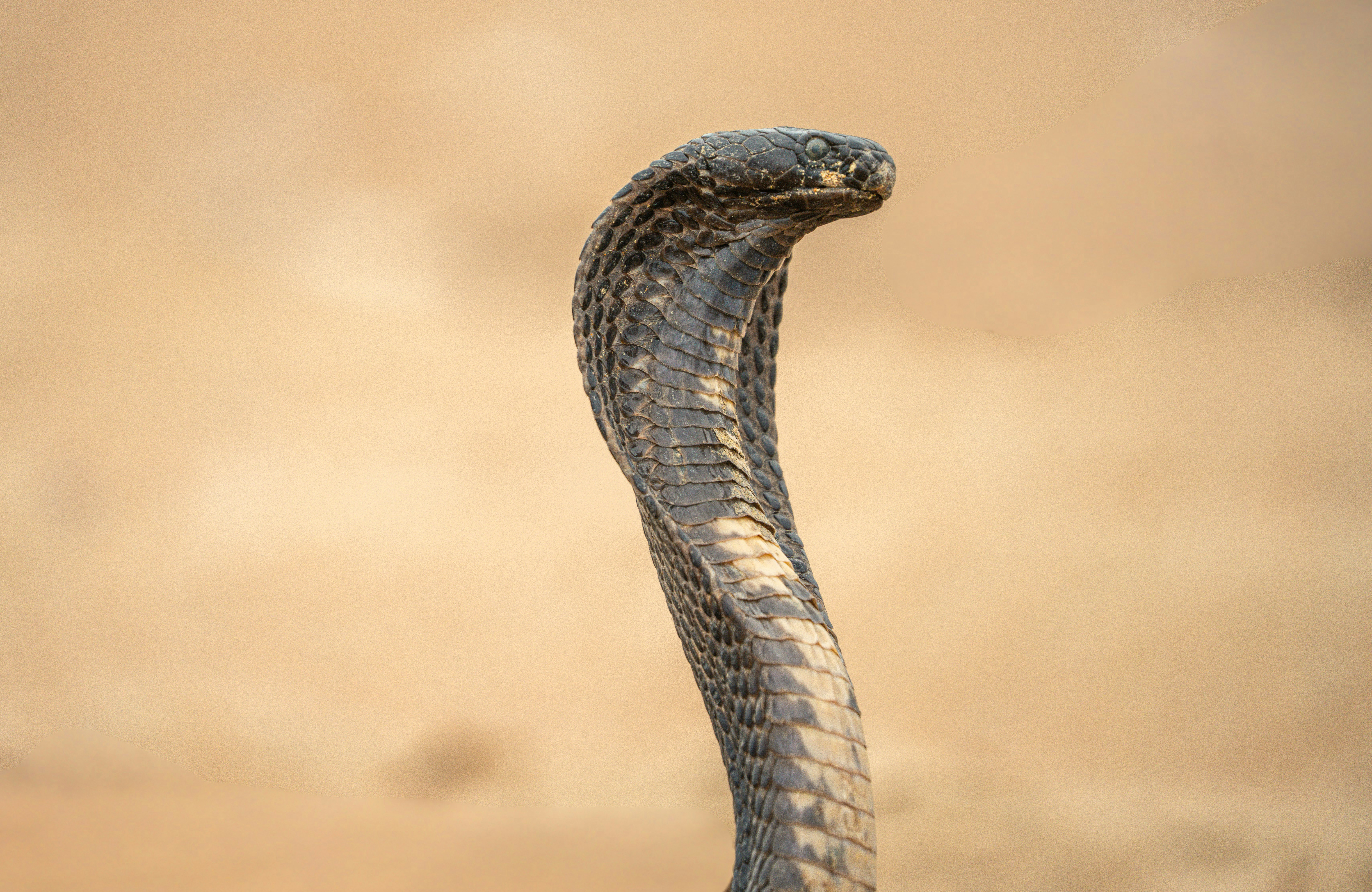 Cobra in Focus: The Hooded Sentinel Against a Desert Glow