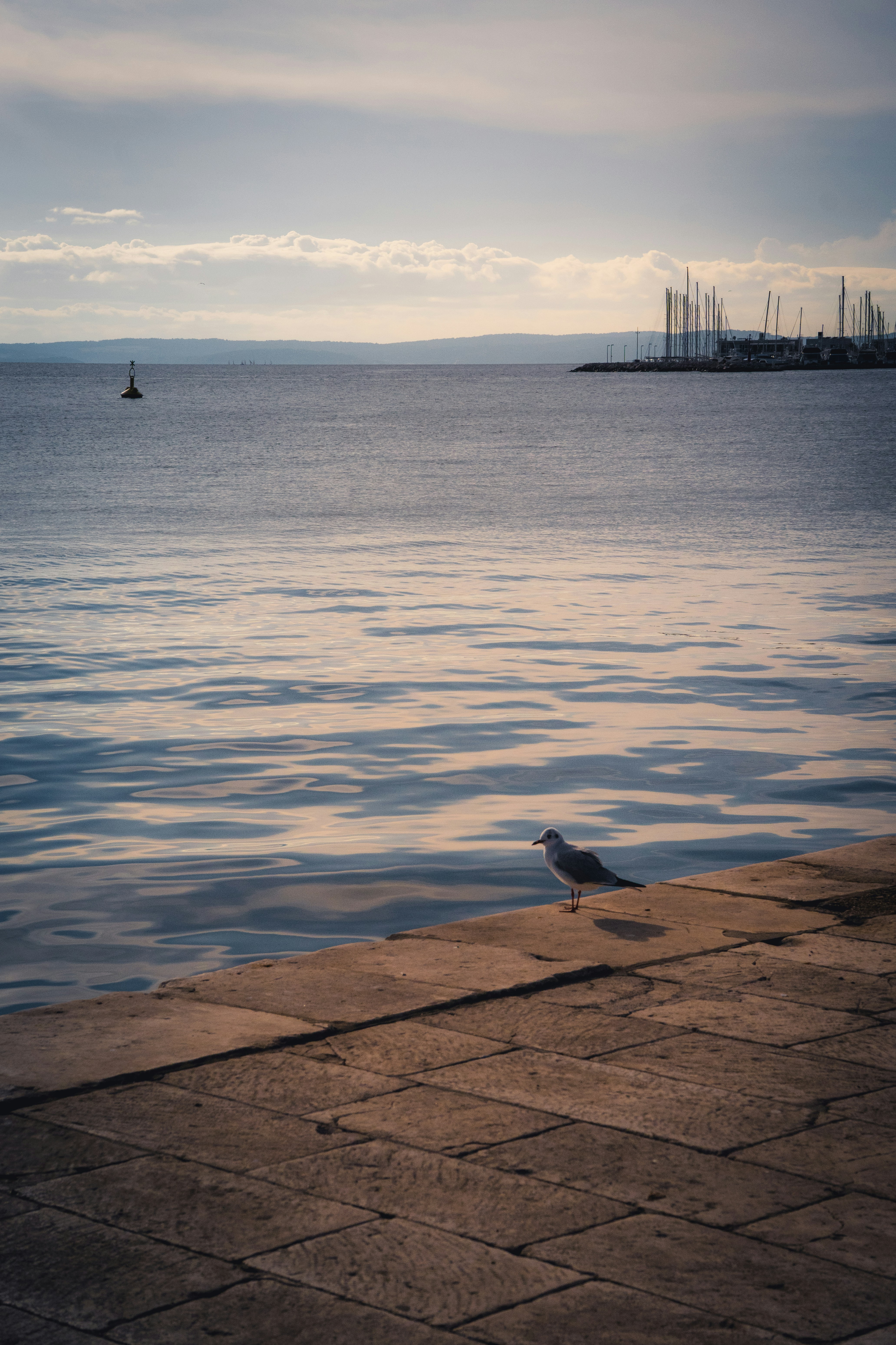 Seaside Vigil: A Seagull Pauses at the Pier's Edge