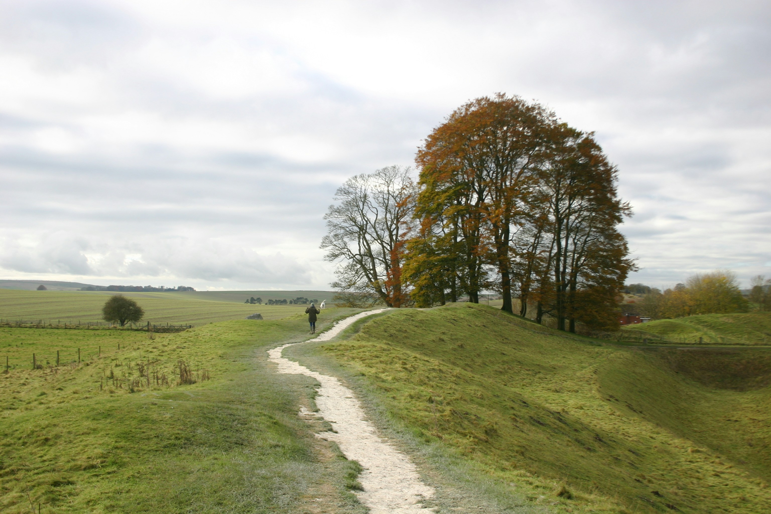 Trail to the Gilded Trees