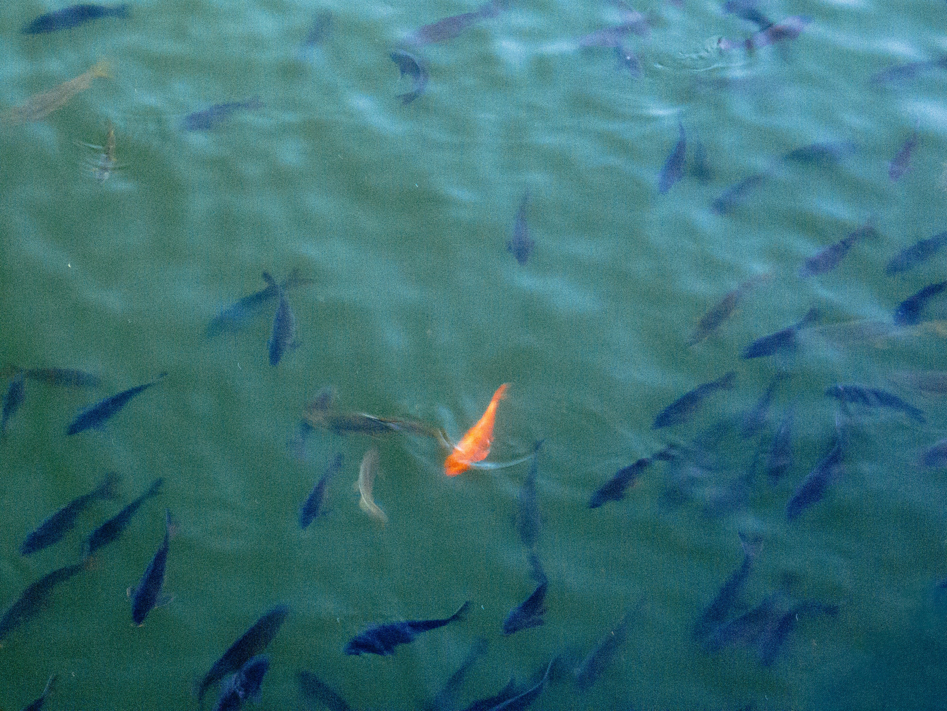 Single Orange Pearl Among School of Blue: A Moment of Color in Rippling Water