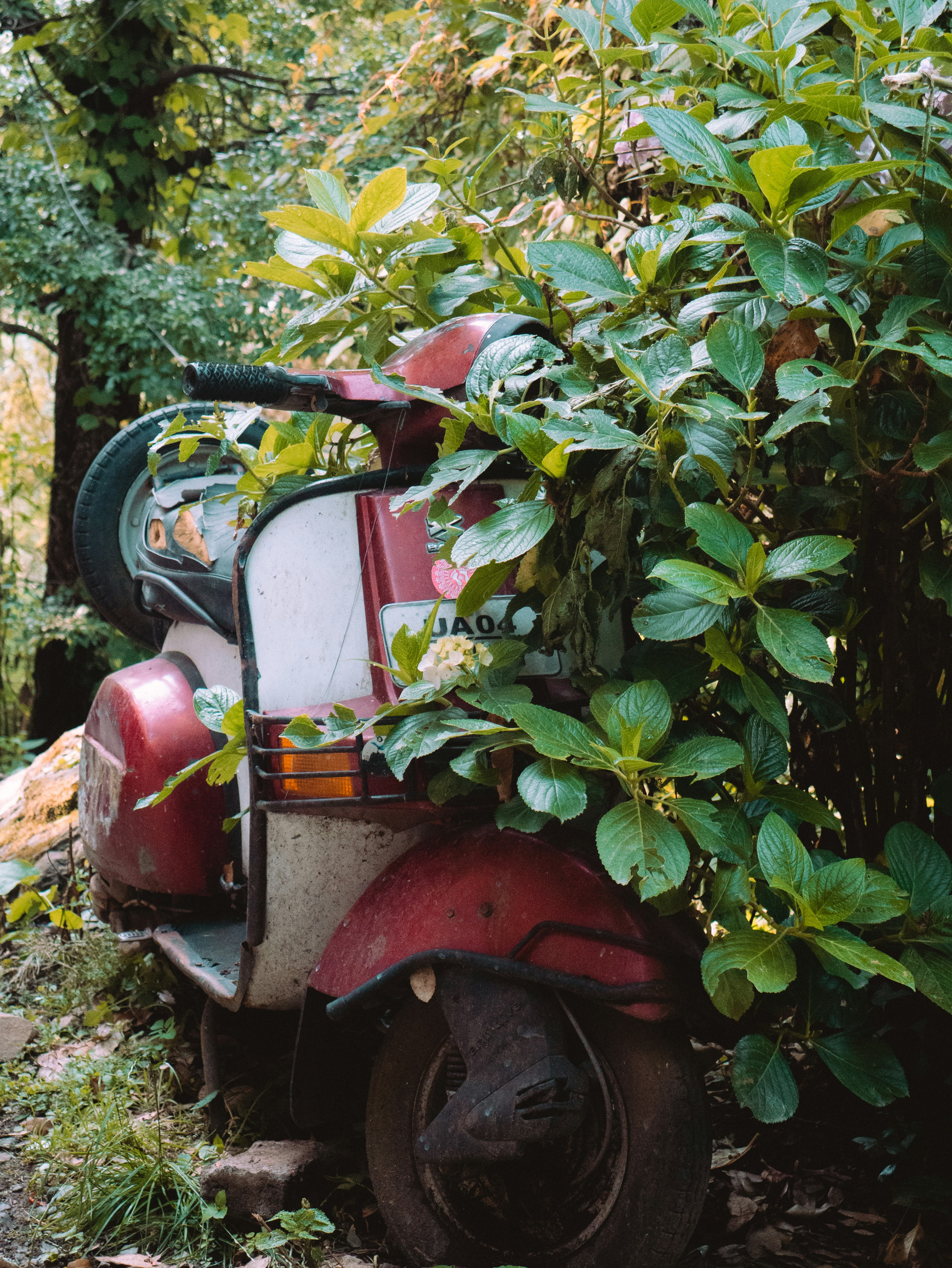 Overgrown Vespa: A Red Scooter Silenced by Greenery