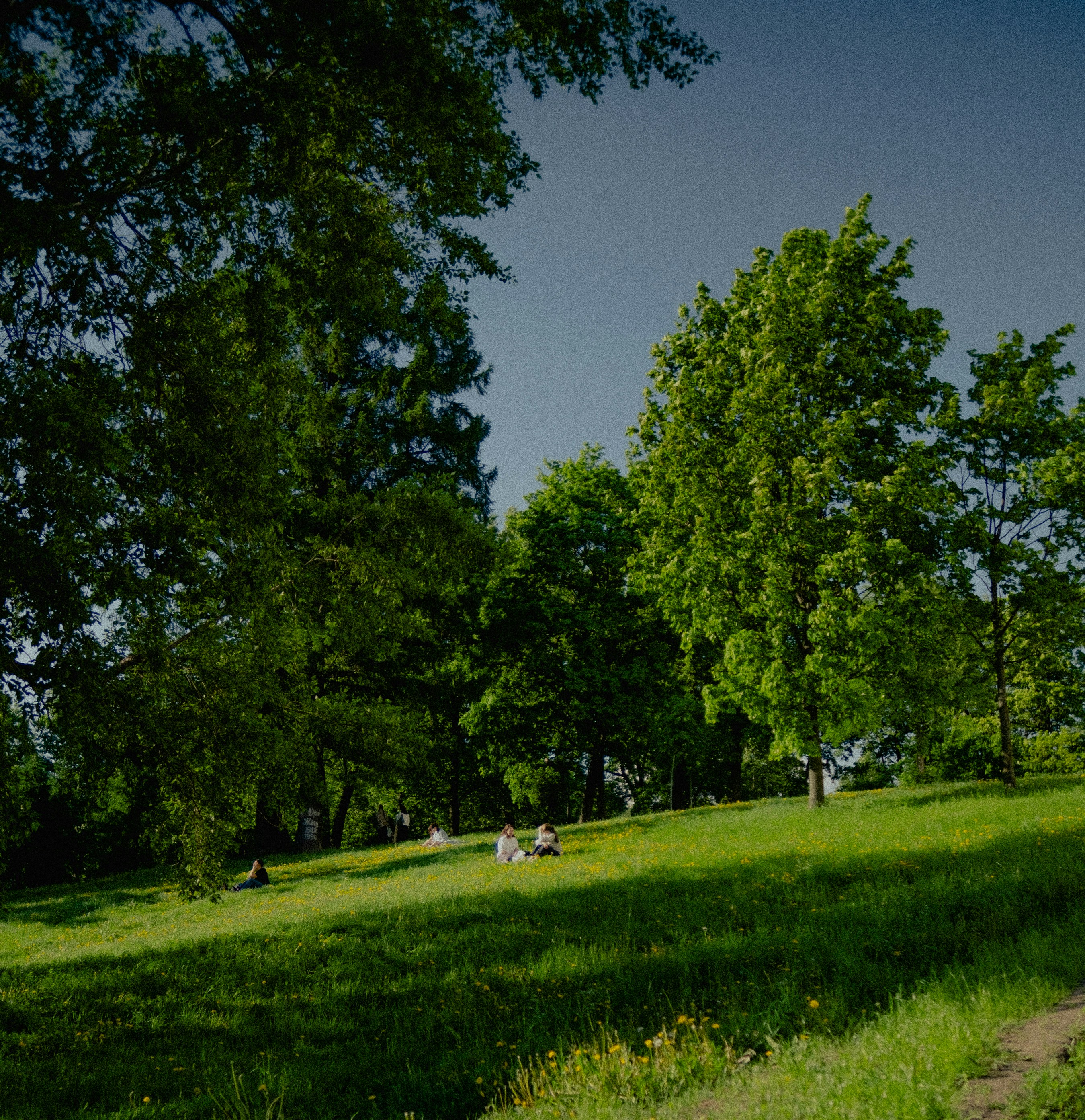Sunlit Meadow beneath a Canopy of Green