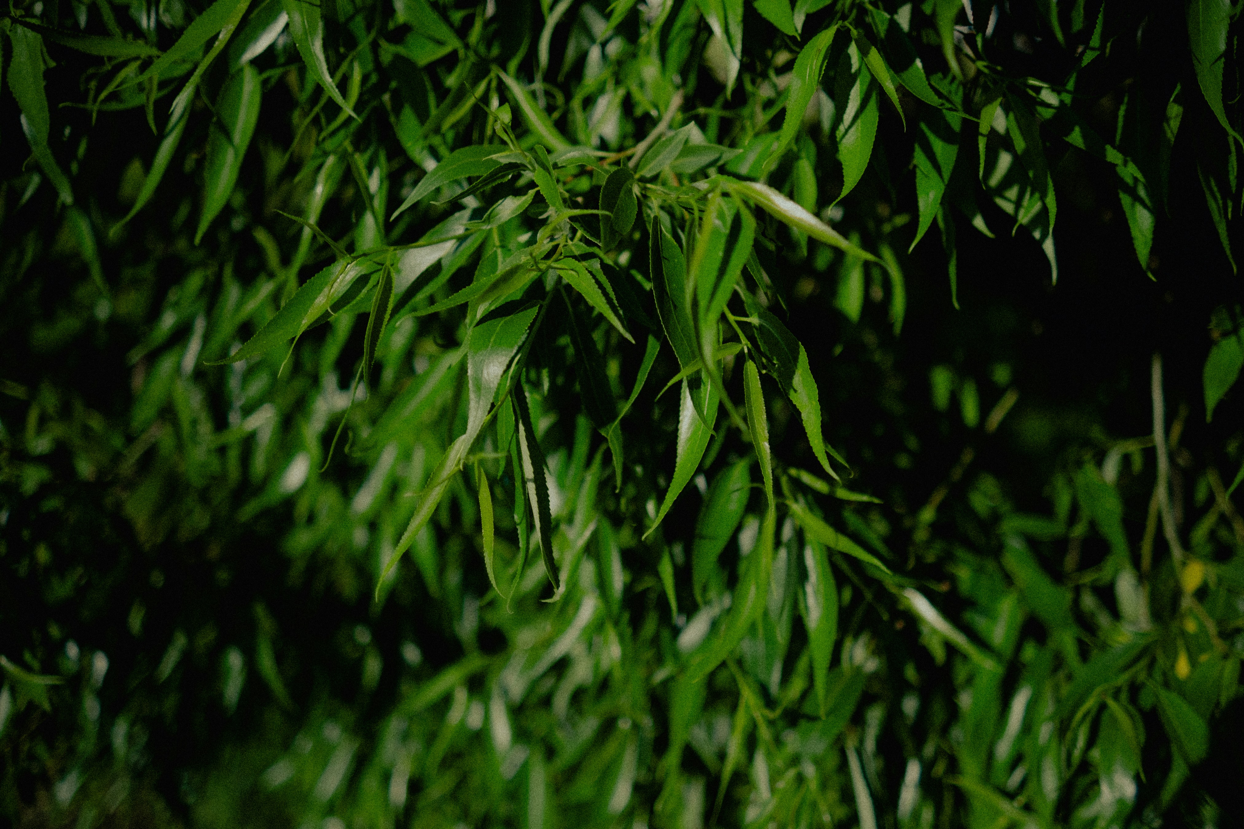 Verdant Canopy: Sunlit Leaves in Quiet Shadow