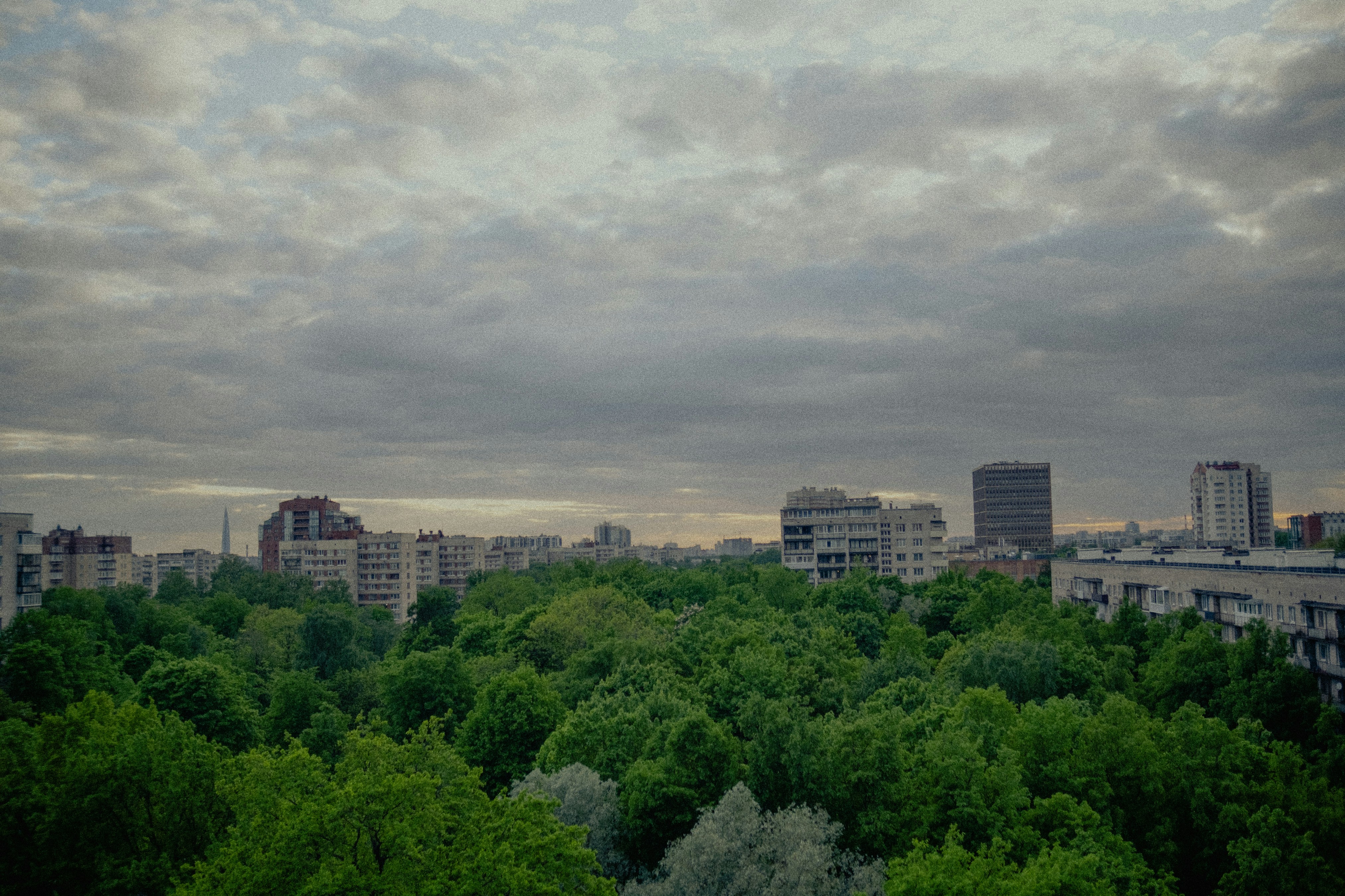 Urban canopy meets skyline horizon