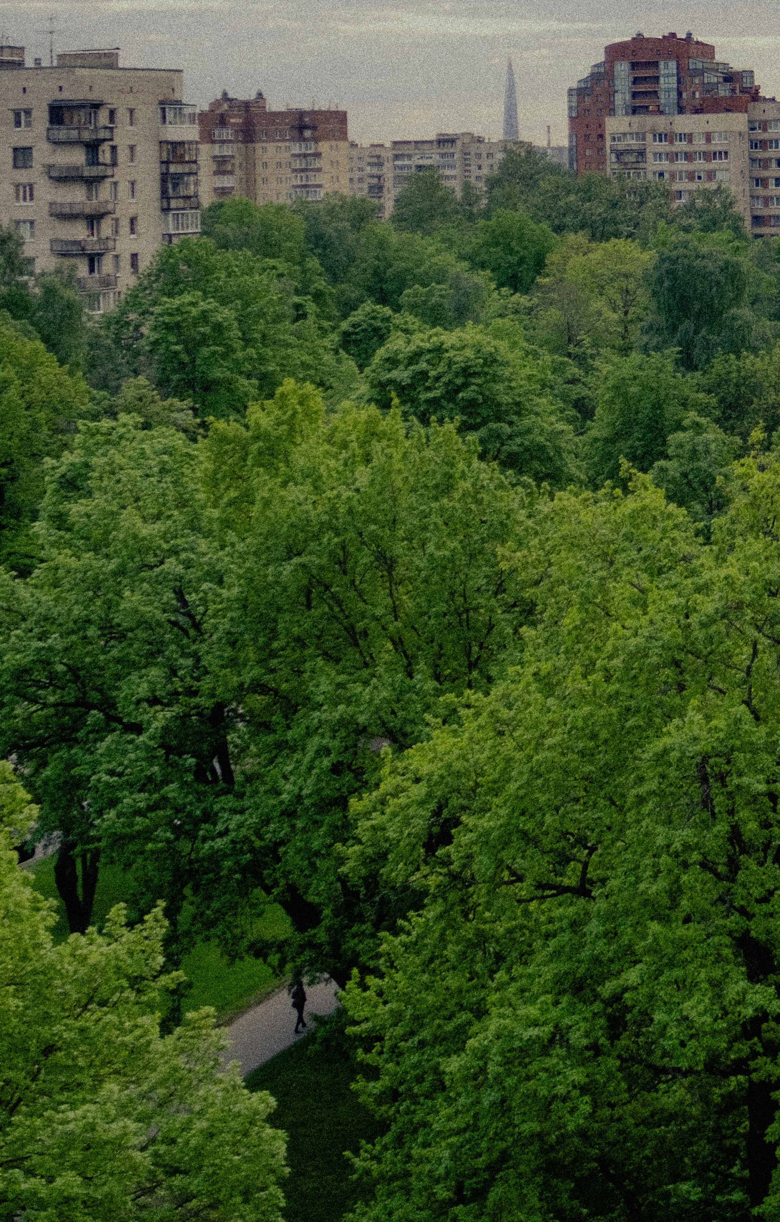 Urban Skyline Peeking Through the Canopy