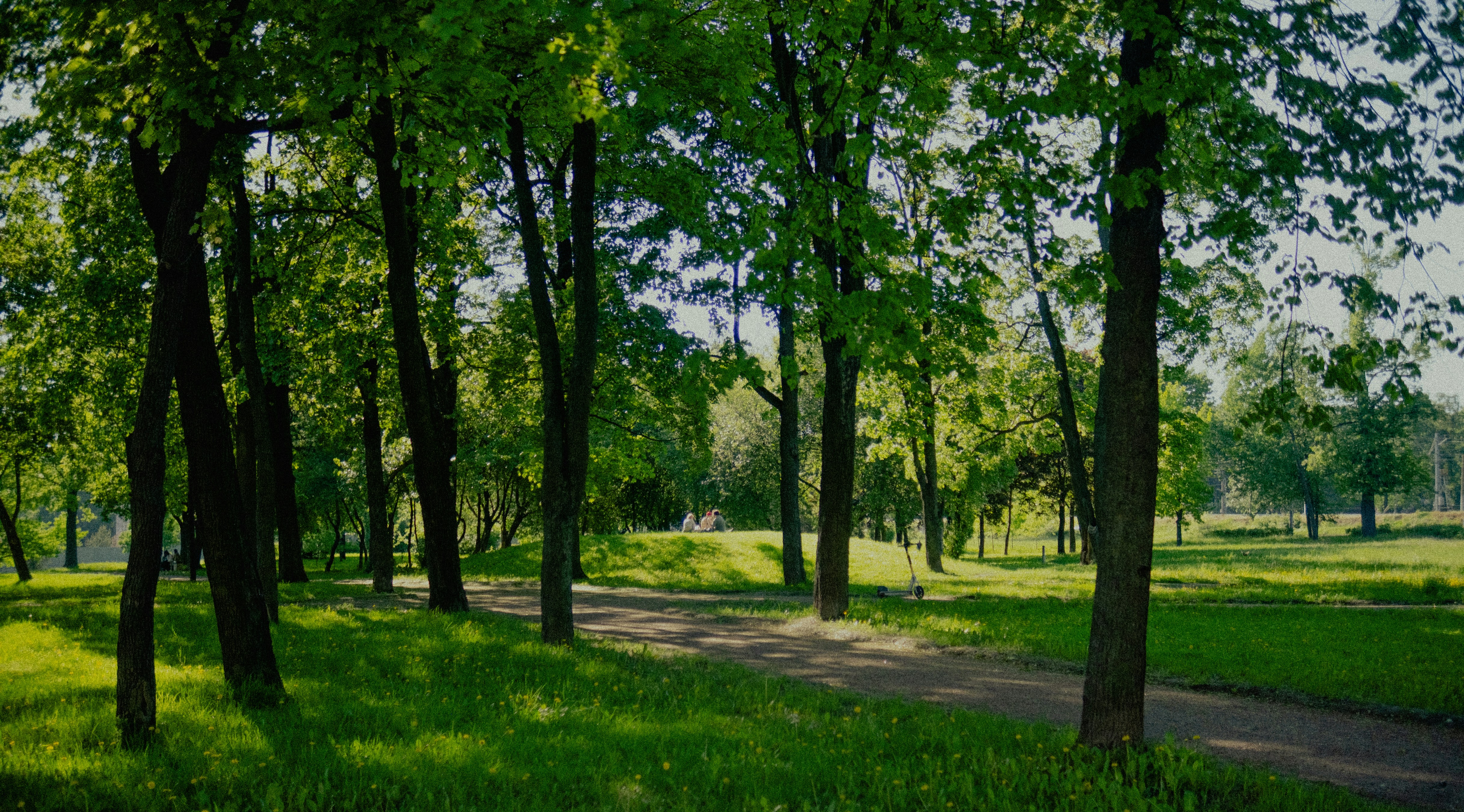 Sunlit Path Winding Through an Emerald Park