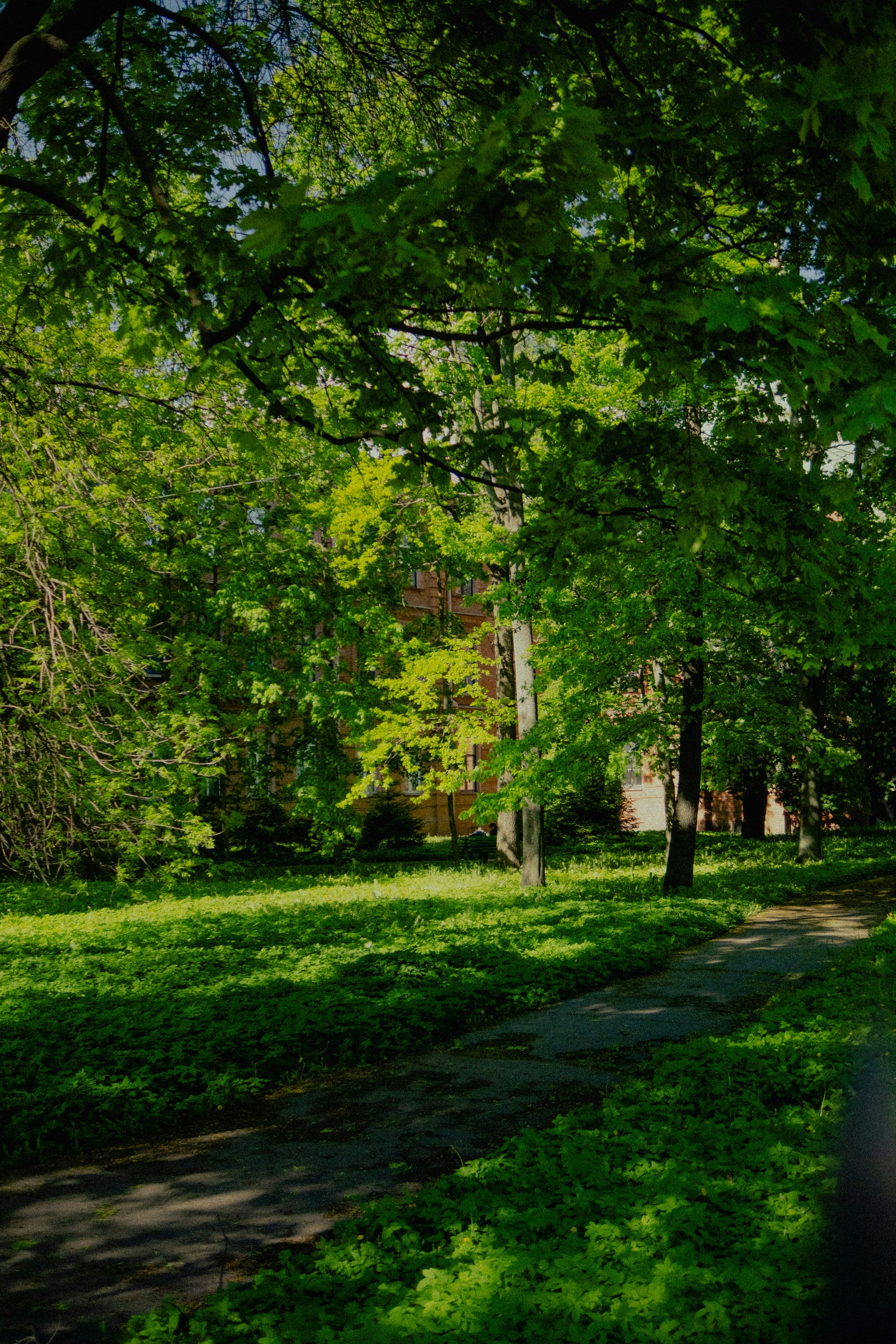 Sunlit Archway of Green: a Quiet Campus Path