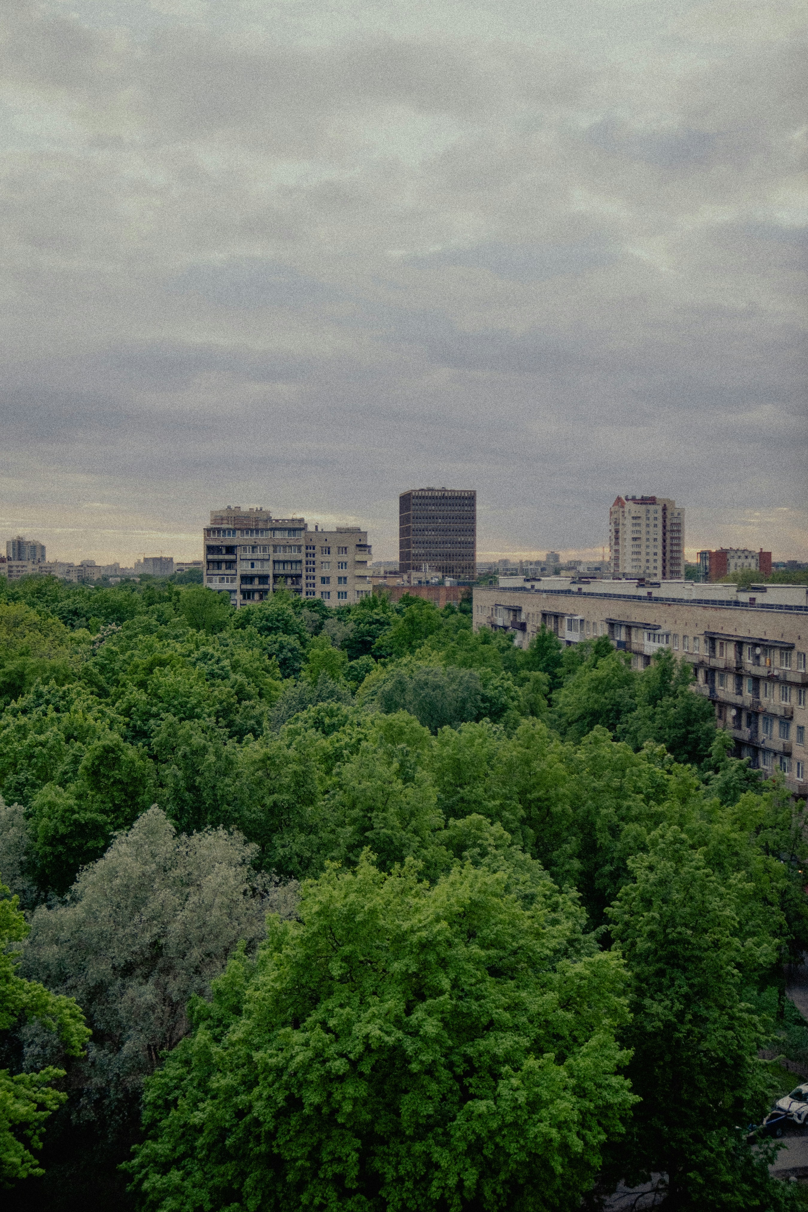 Tree-lined Horizon Over Urban Grid