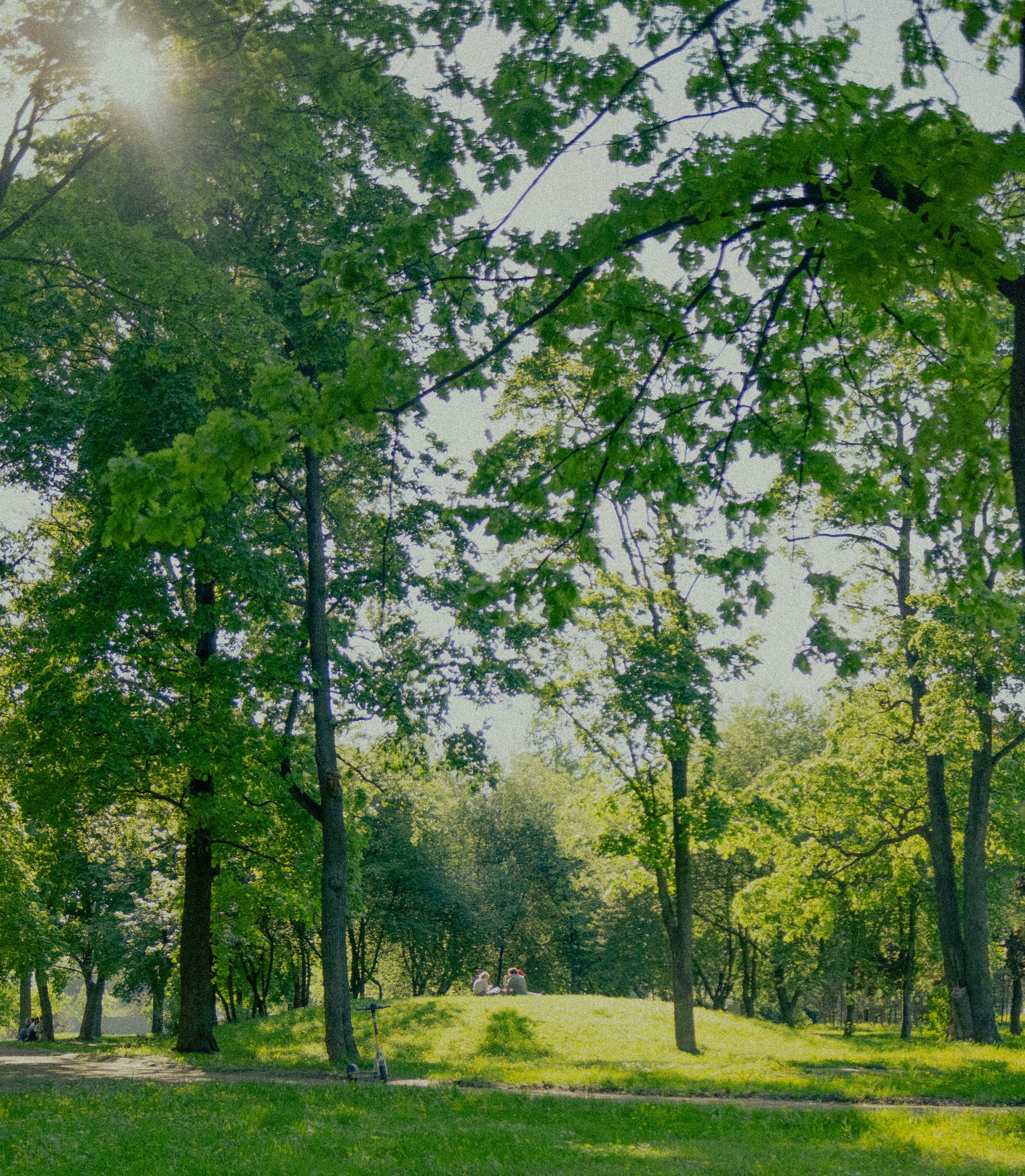 Sunlit Clearing Under a Canopy of Leaves