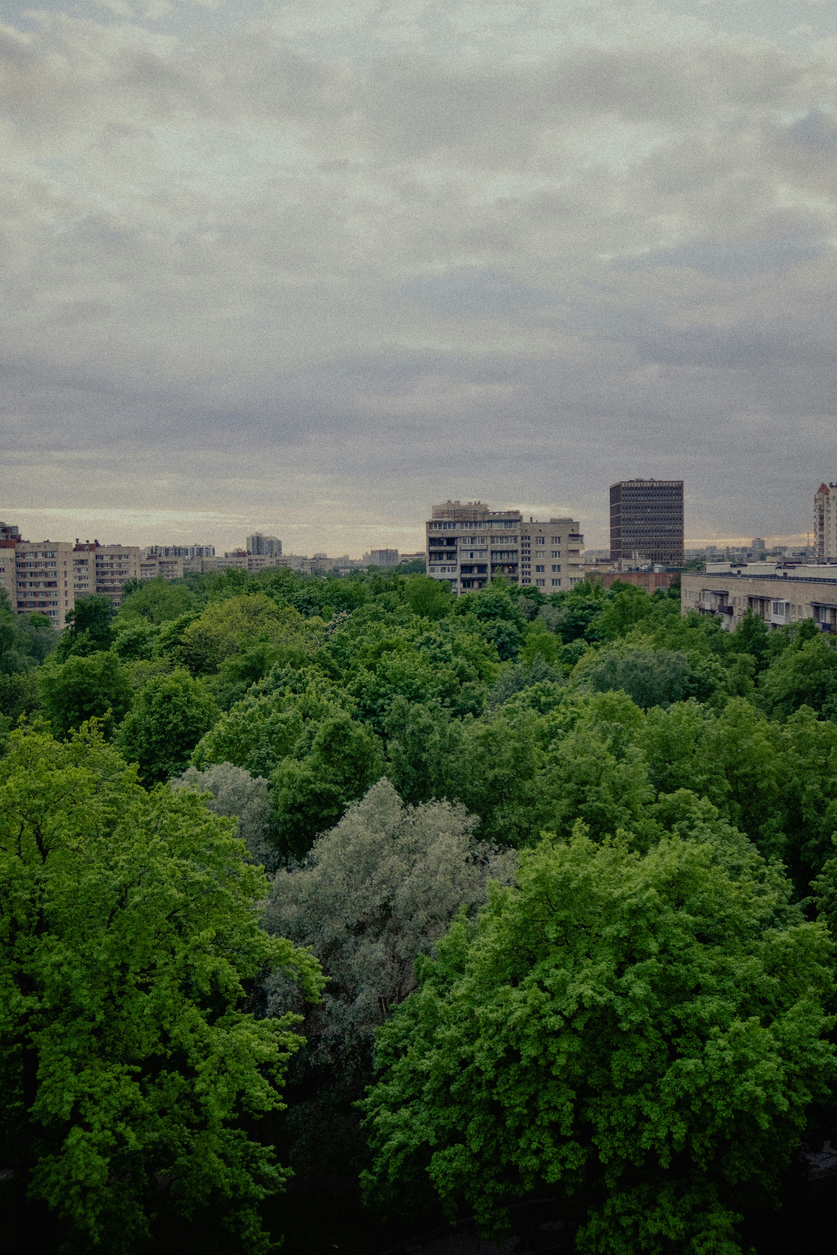 Urban Canopy at Dusk: Parkland Meeting City Towers