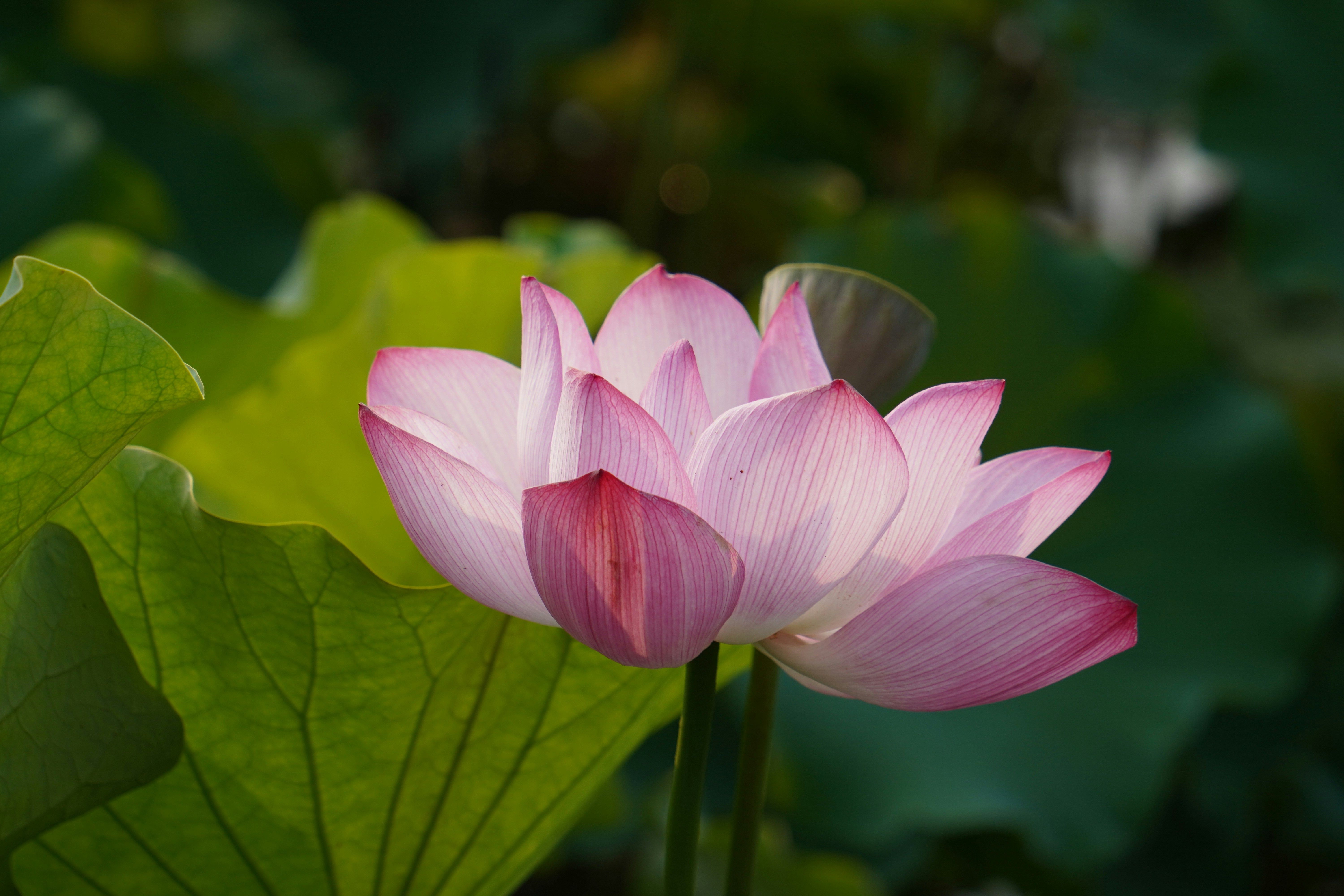Soft-pink lotus in partial shade blooms against broad green leaves