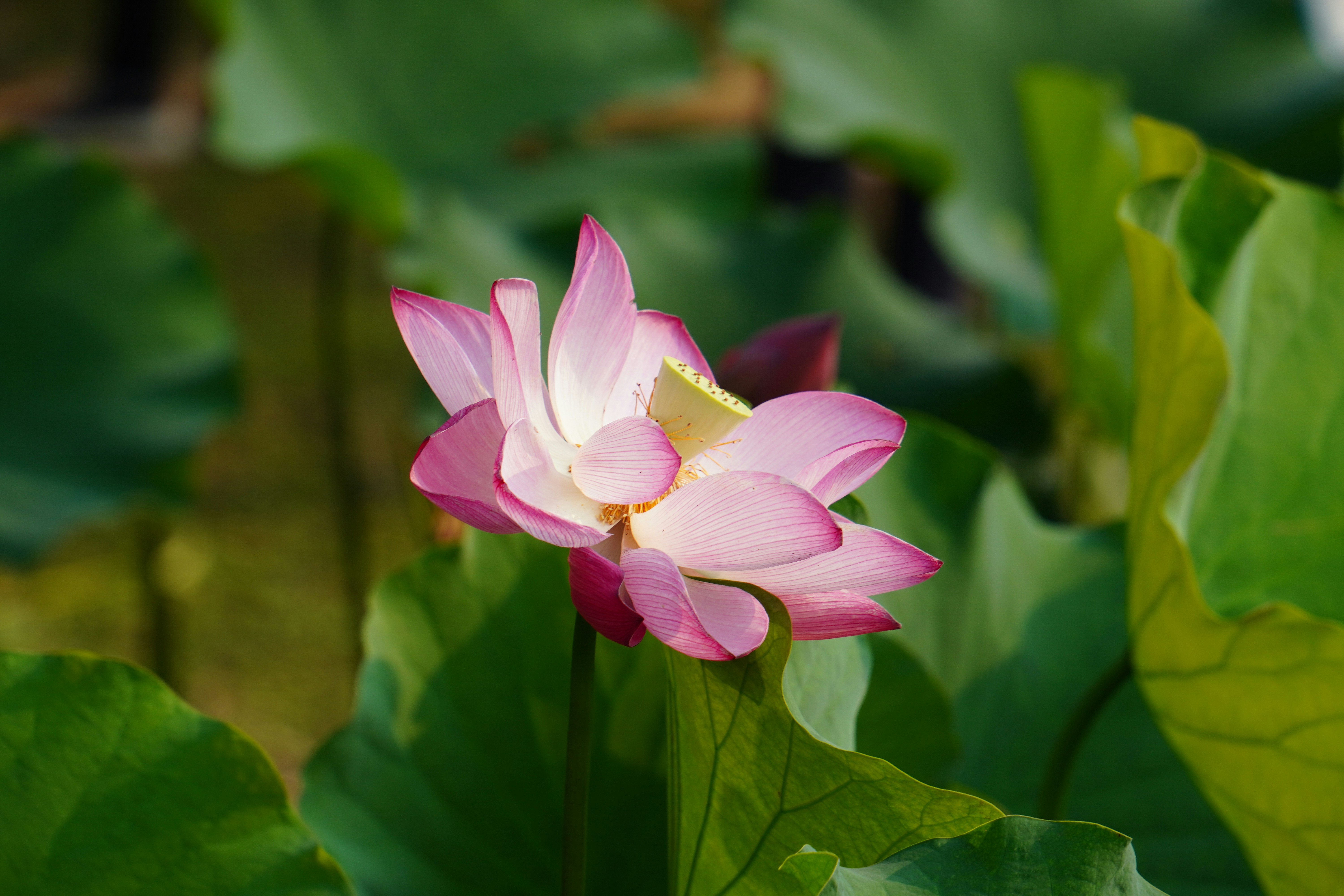 Pink lotus blossom amid emerald leaves in sunlit pond