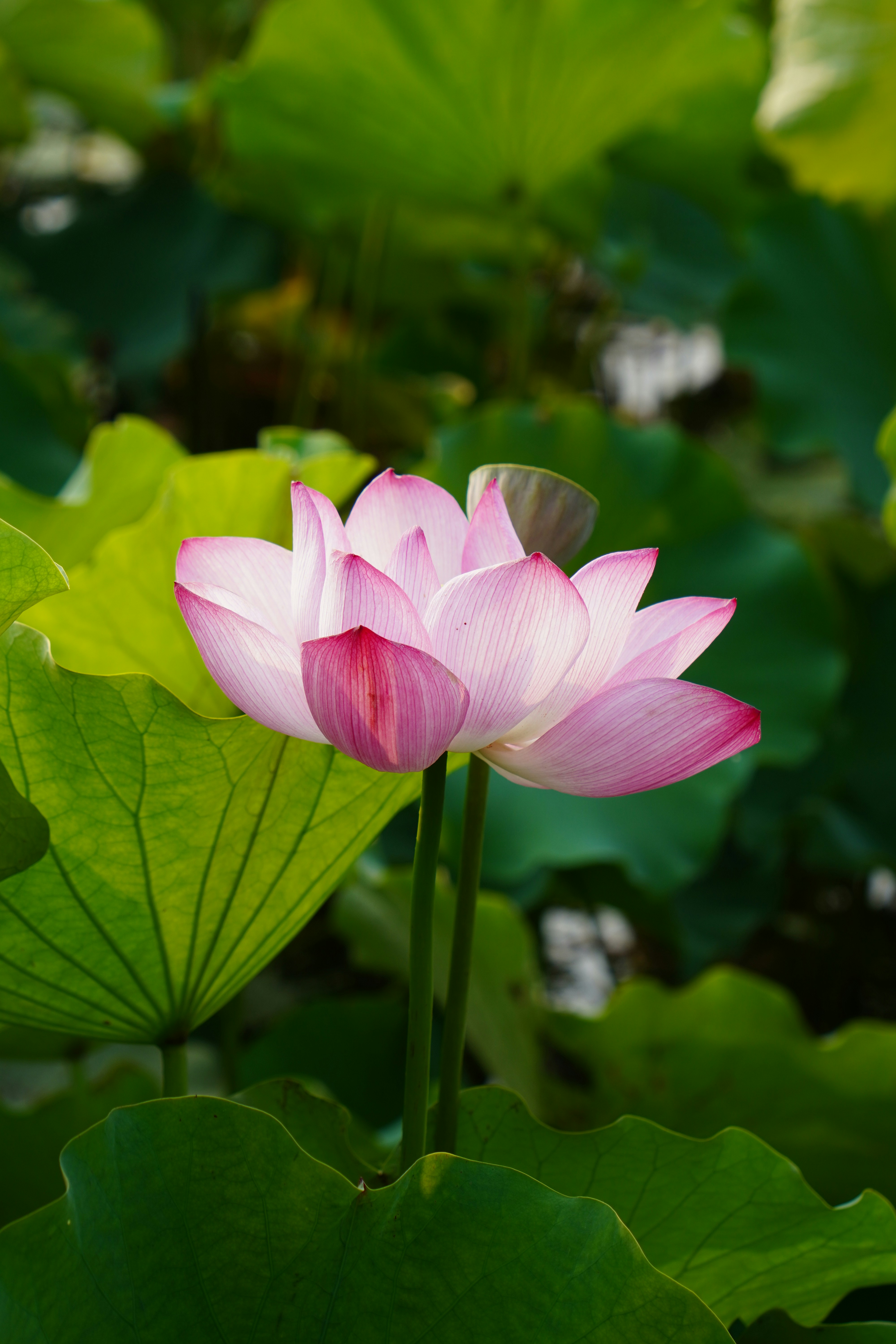 Blooming Lotus Against a Sea of Green