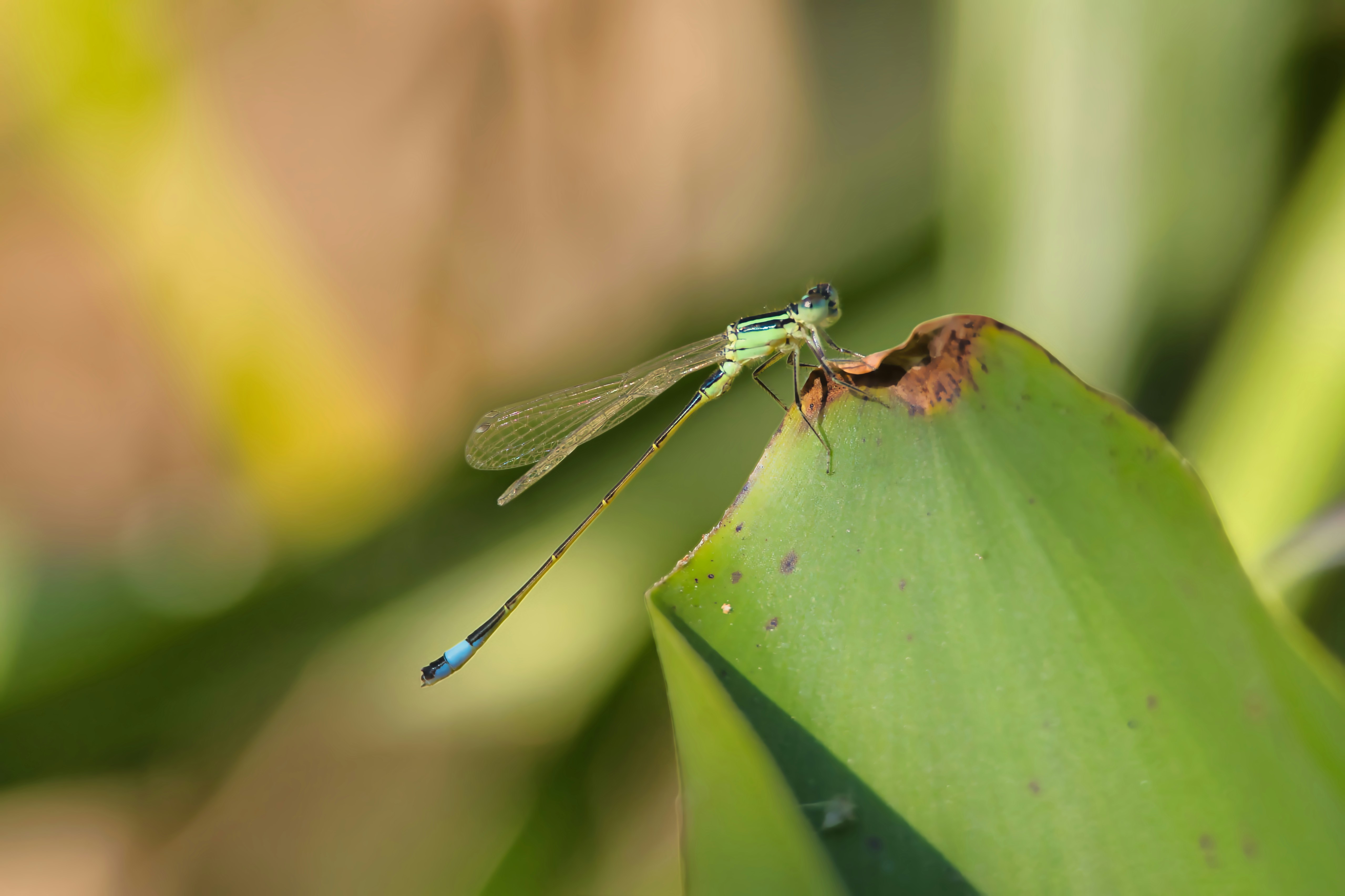 Azure-tipped Nymph: Macro Moment on a Leaf