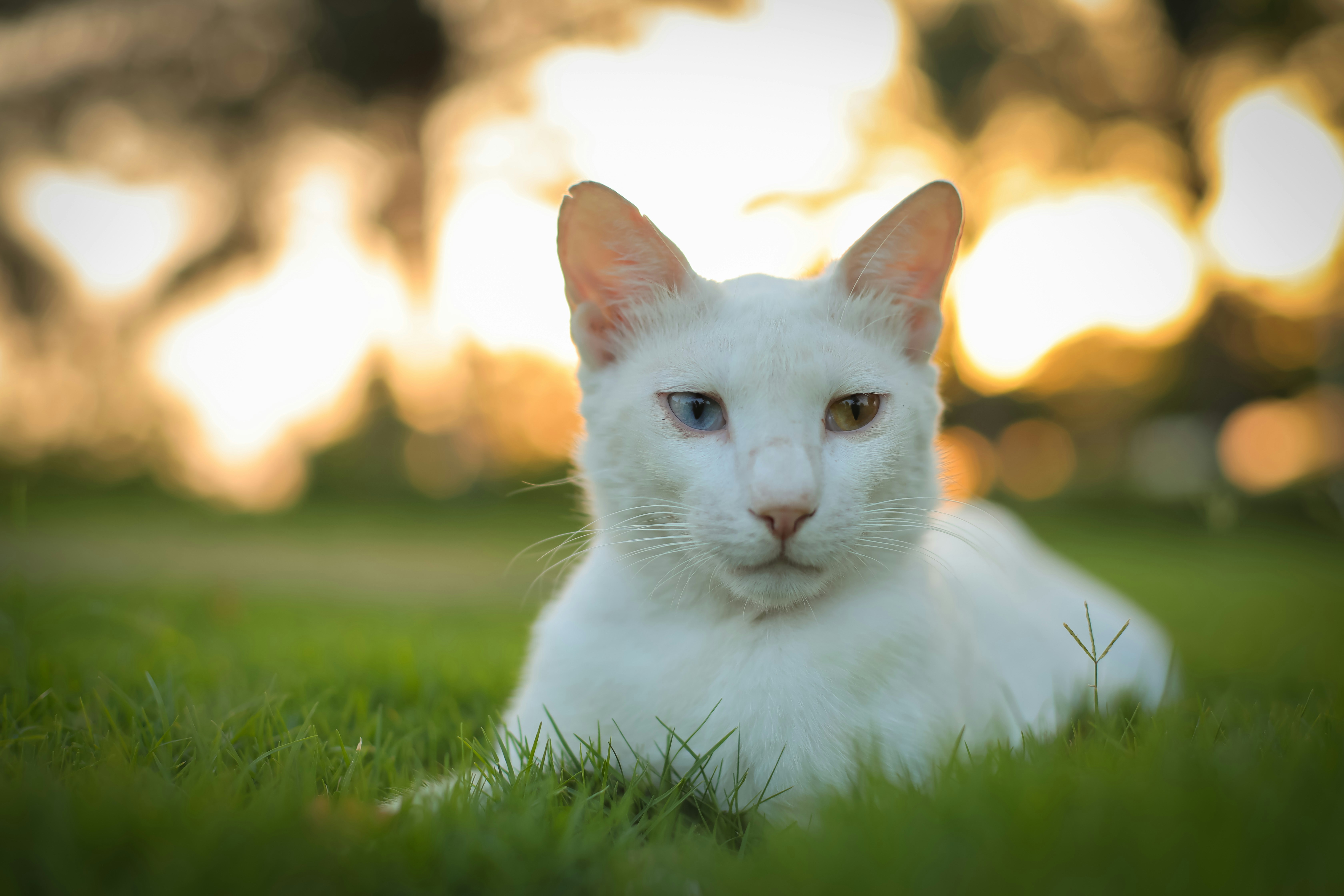 Moonlit Whiskers: White Cat in a Sunlit Park
