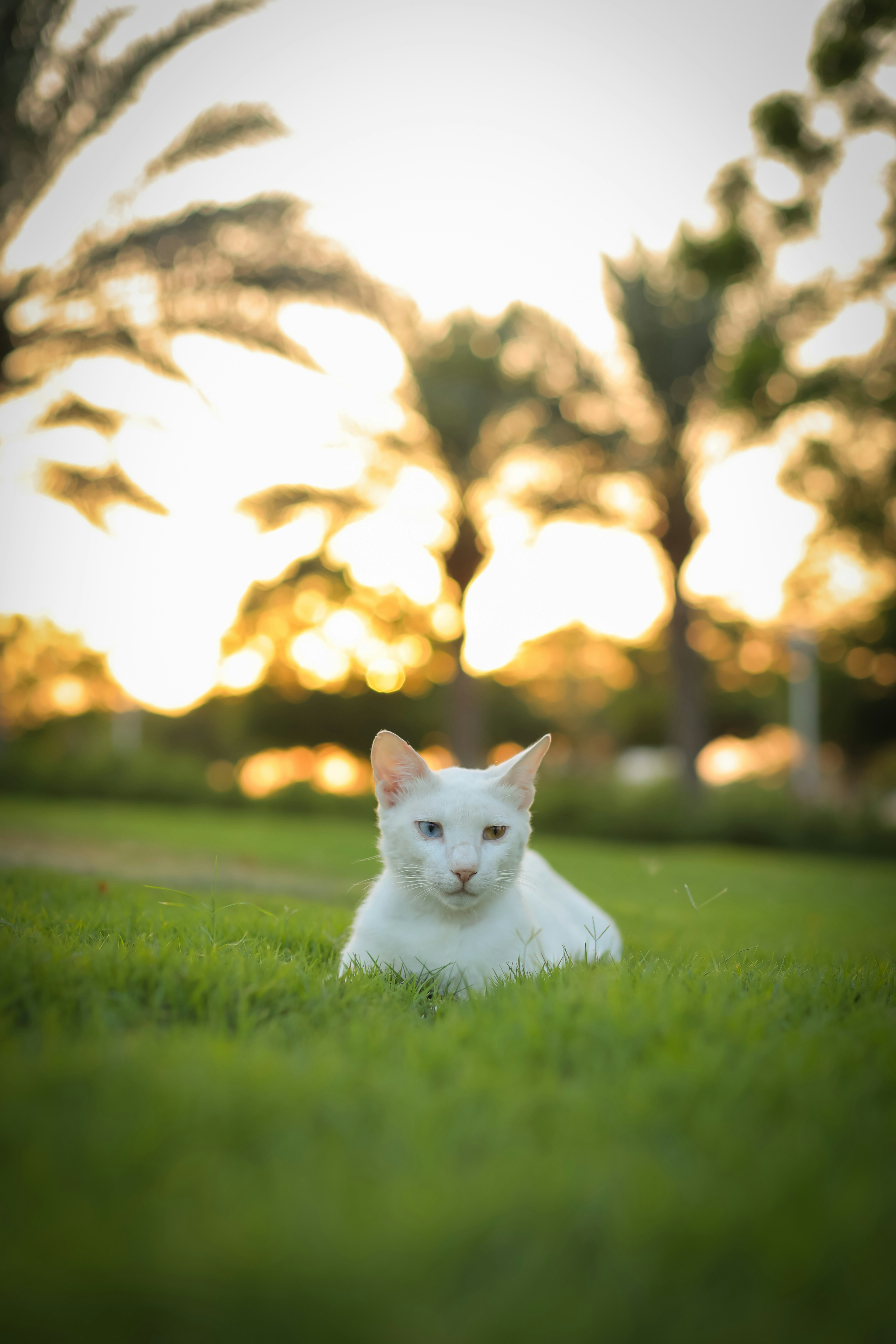 White Cat in Golden Hour Grass