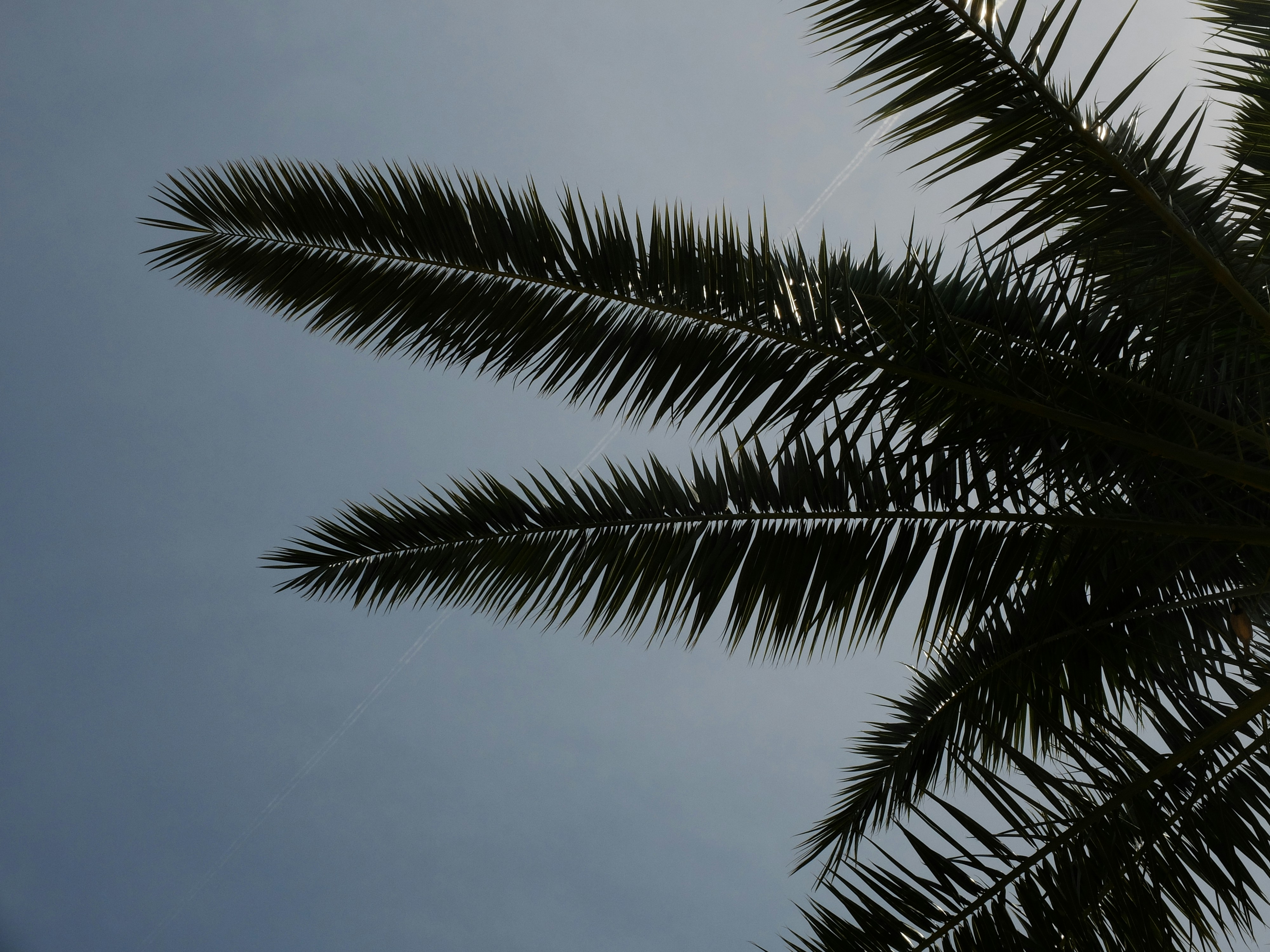 Tall palm fronds stretch diagonally across a pale blue sky, creating bold silhouette lines and negative space.