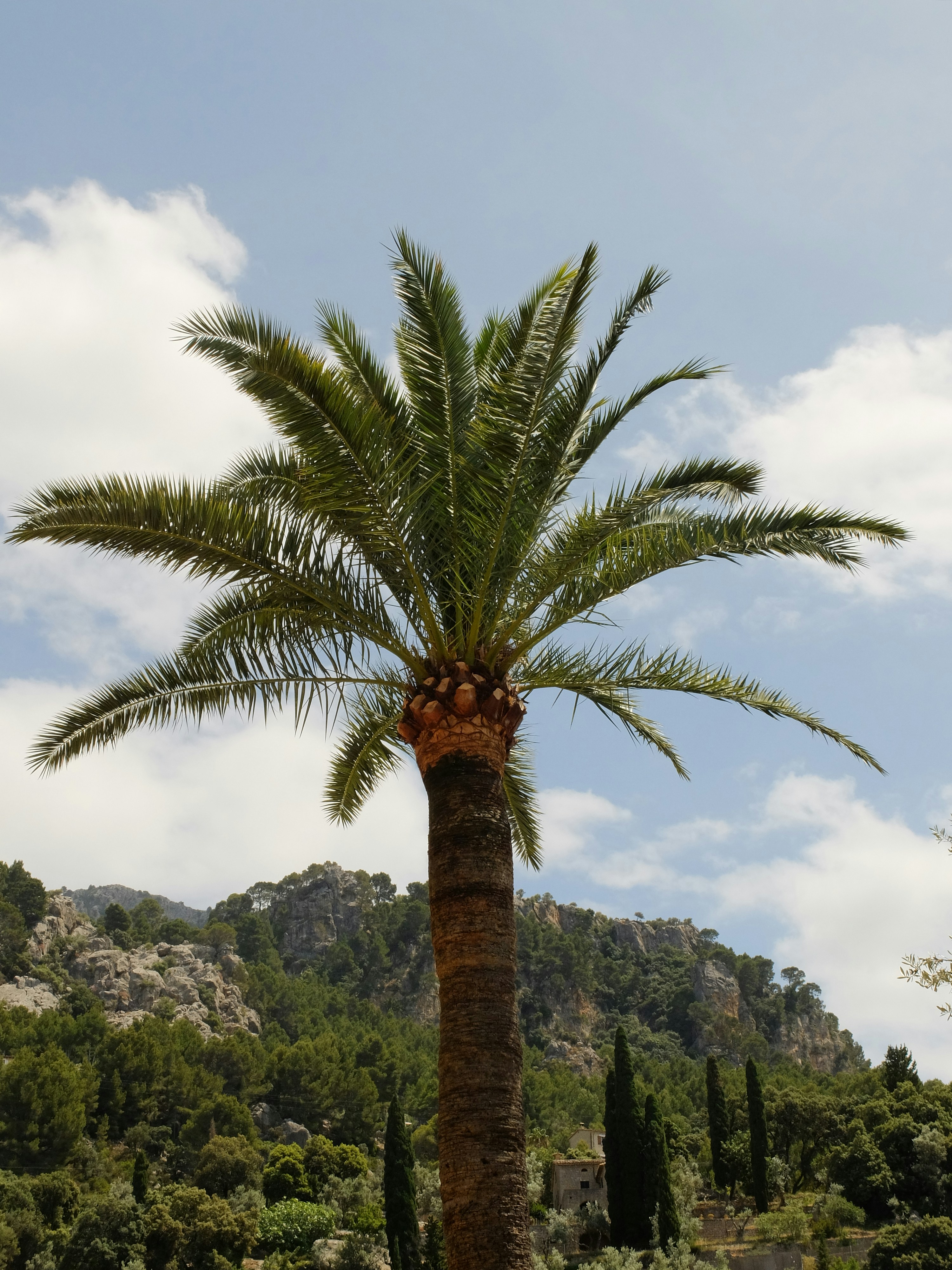 Towering Palm Against a Mediterranean Landscape